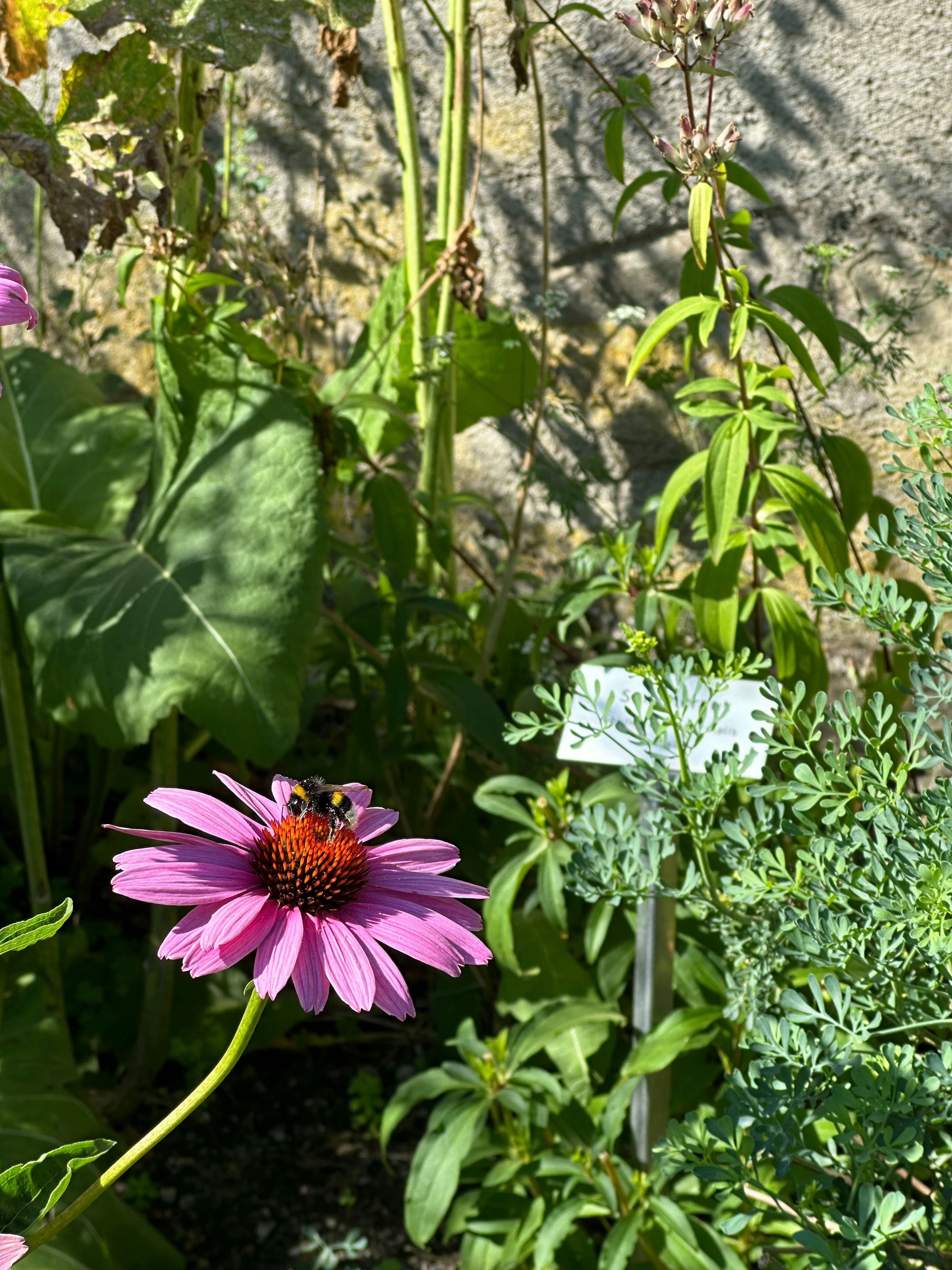 Una flor morada en un jardín junto a una pared foto – Imagen de Flor ...