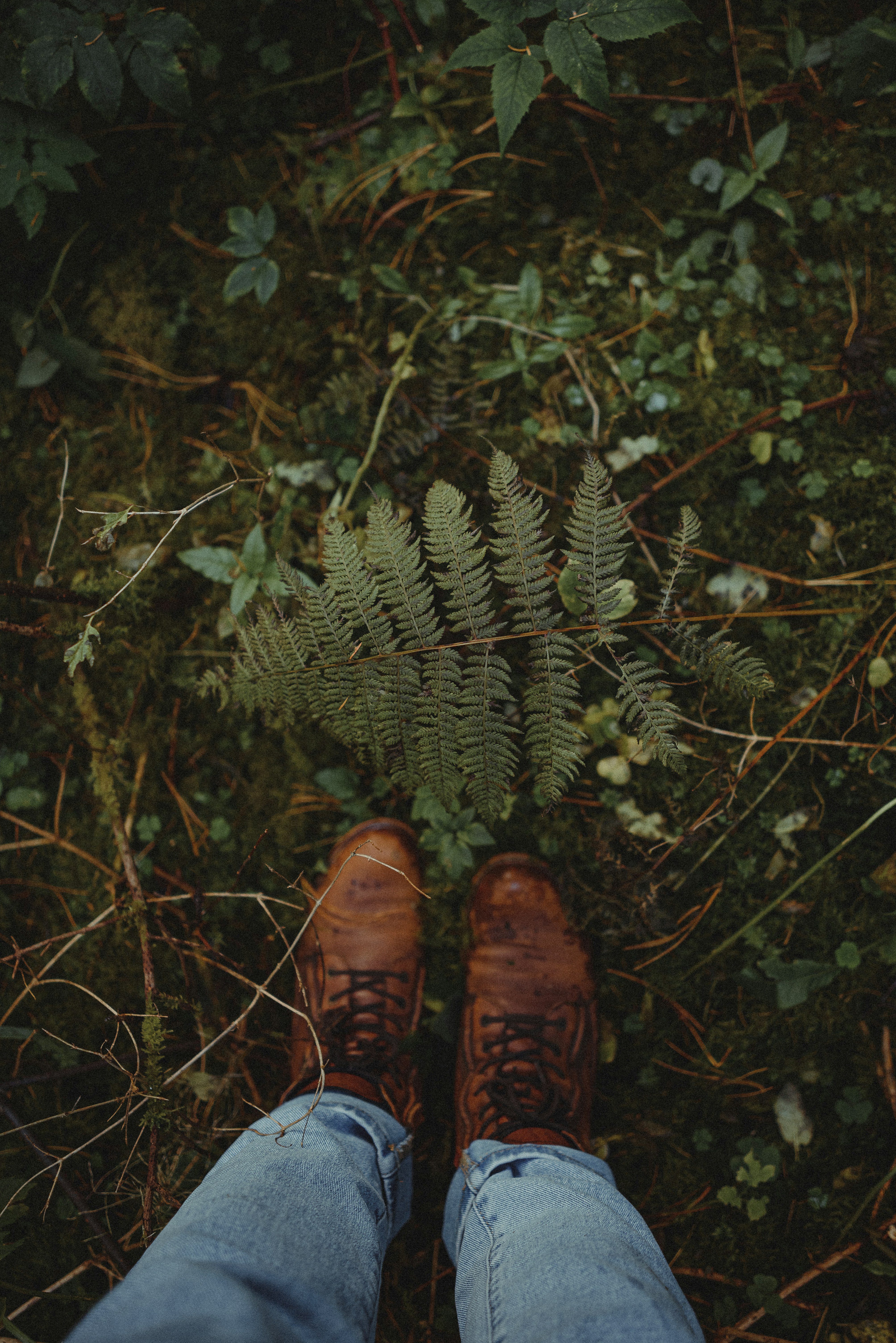 Boots on Moss: A Ground-Level Whisper of Ferns