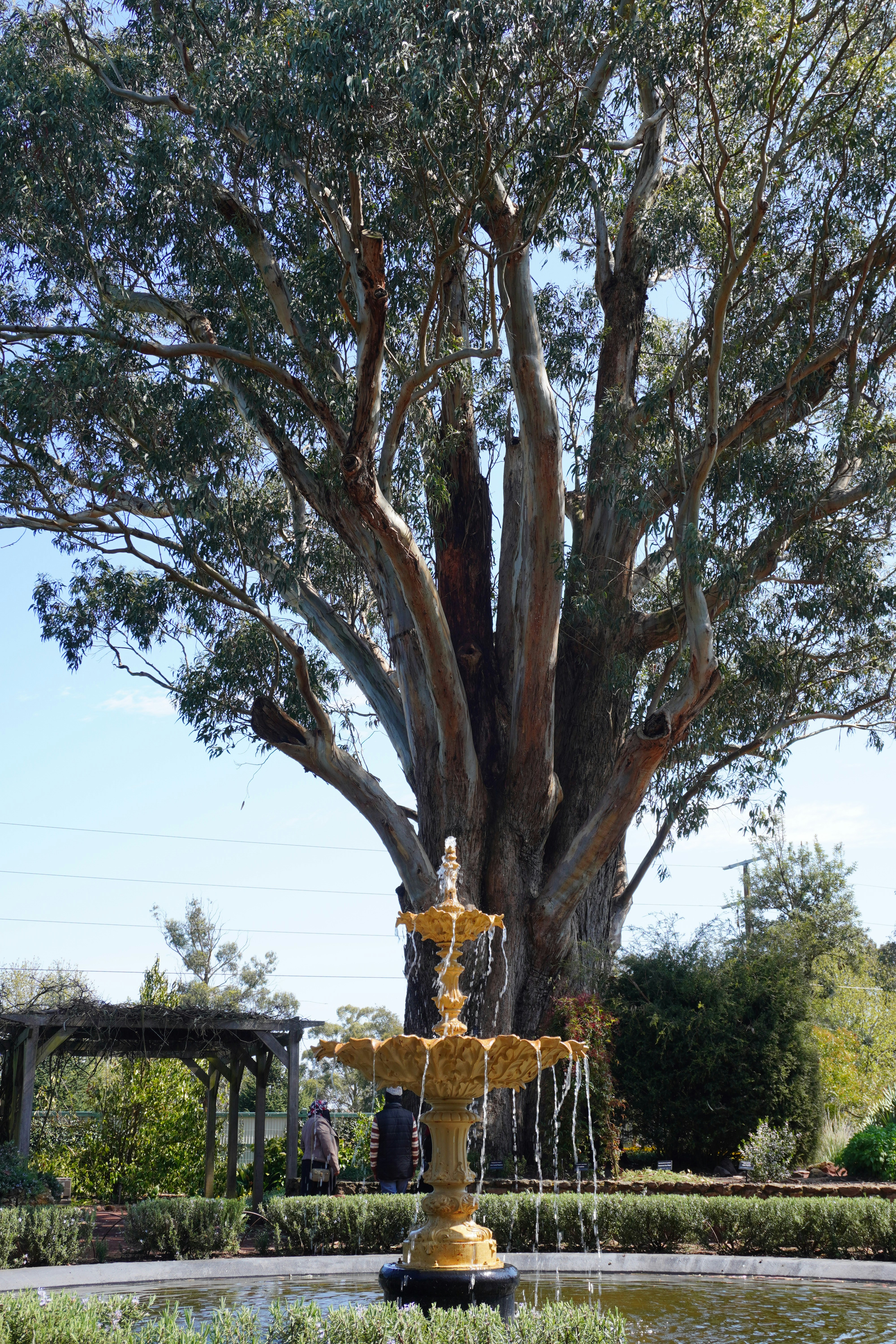 Ancient Tree Framing a Golden Fountain in a Quiet Garden