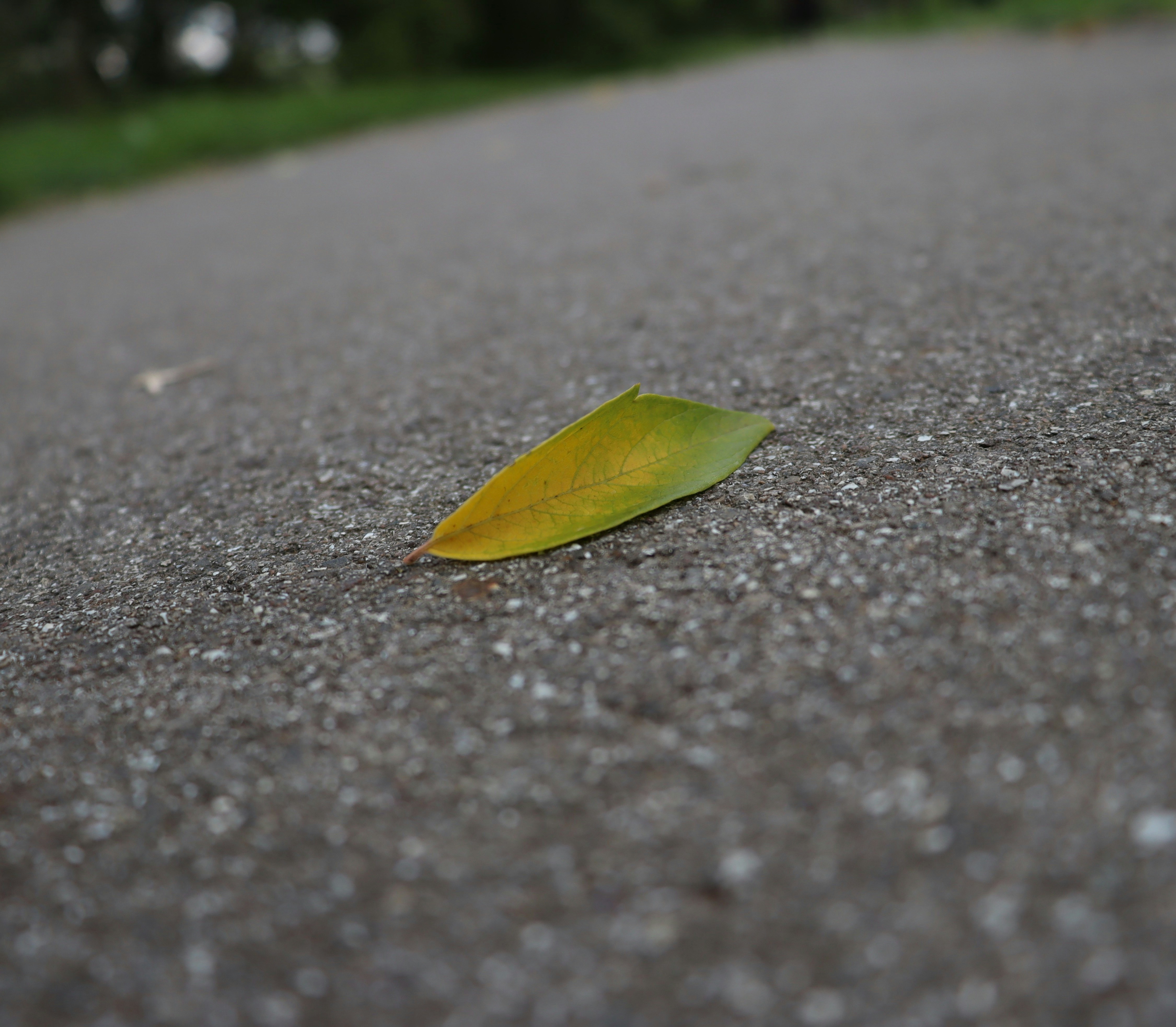 Low-angle portrait of a lone yellow-green leaf on asphalt
