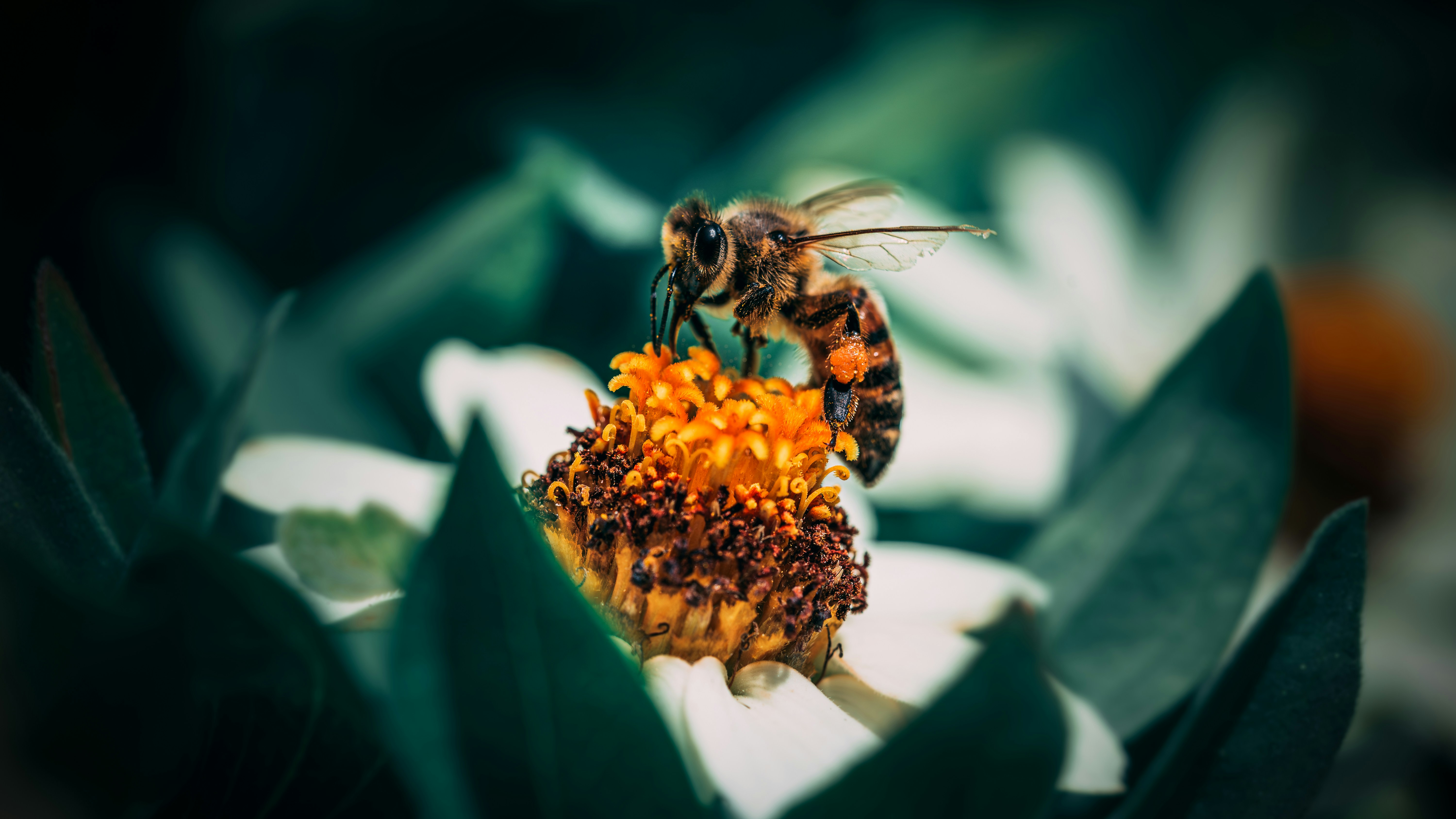 Buzz at the Bloom: A Macro Moment on a White Daisy's Orange Heart