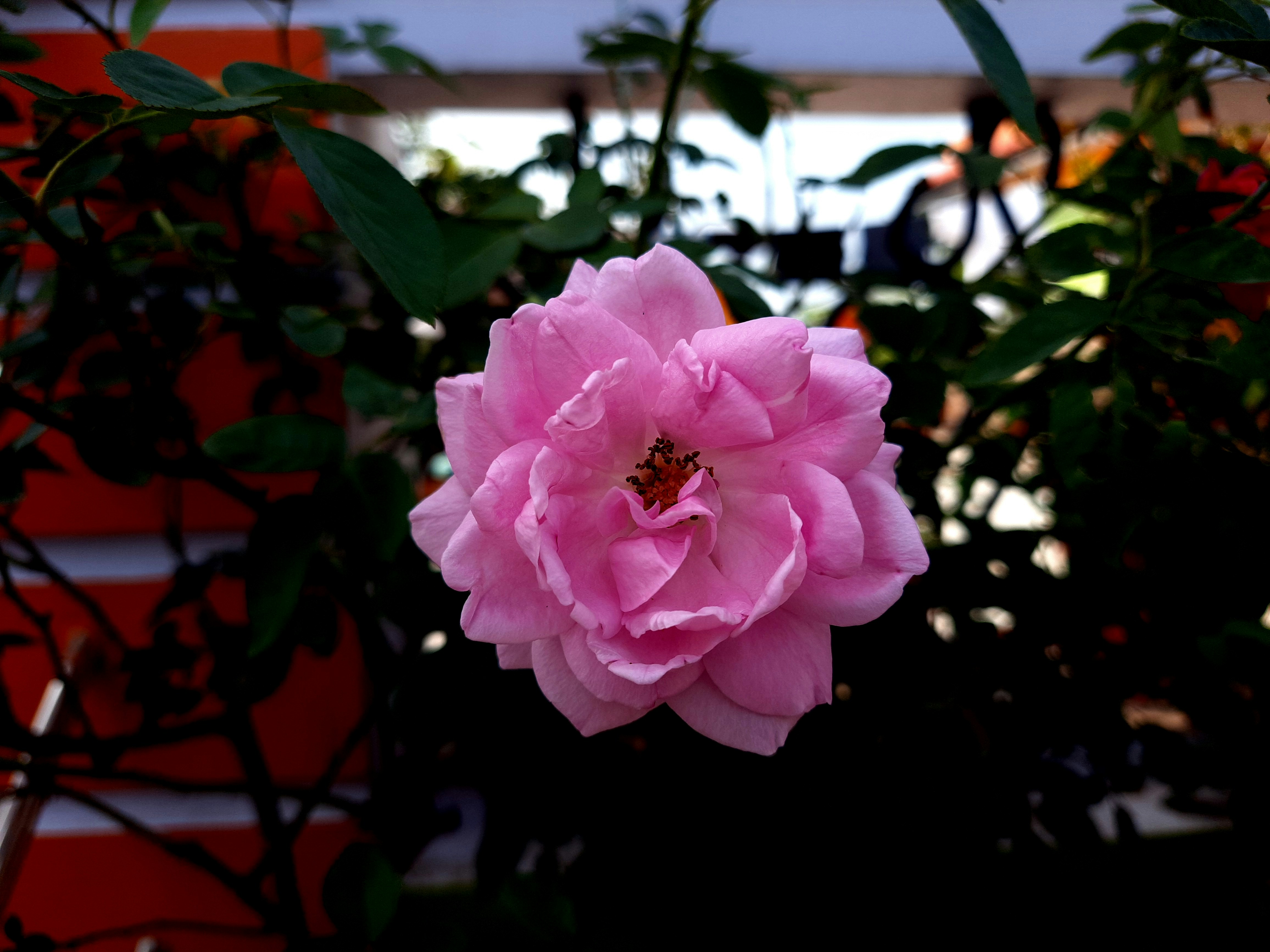Pink blooming rose in sharp focus against a dark leafy background on a balcony. The image captures natural light and shallow depth of field.