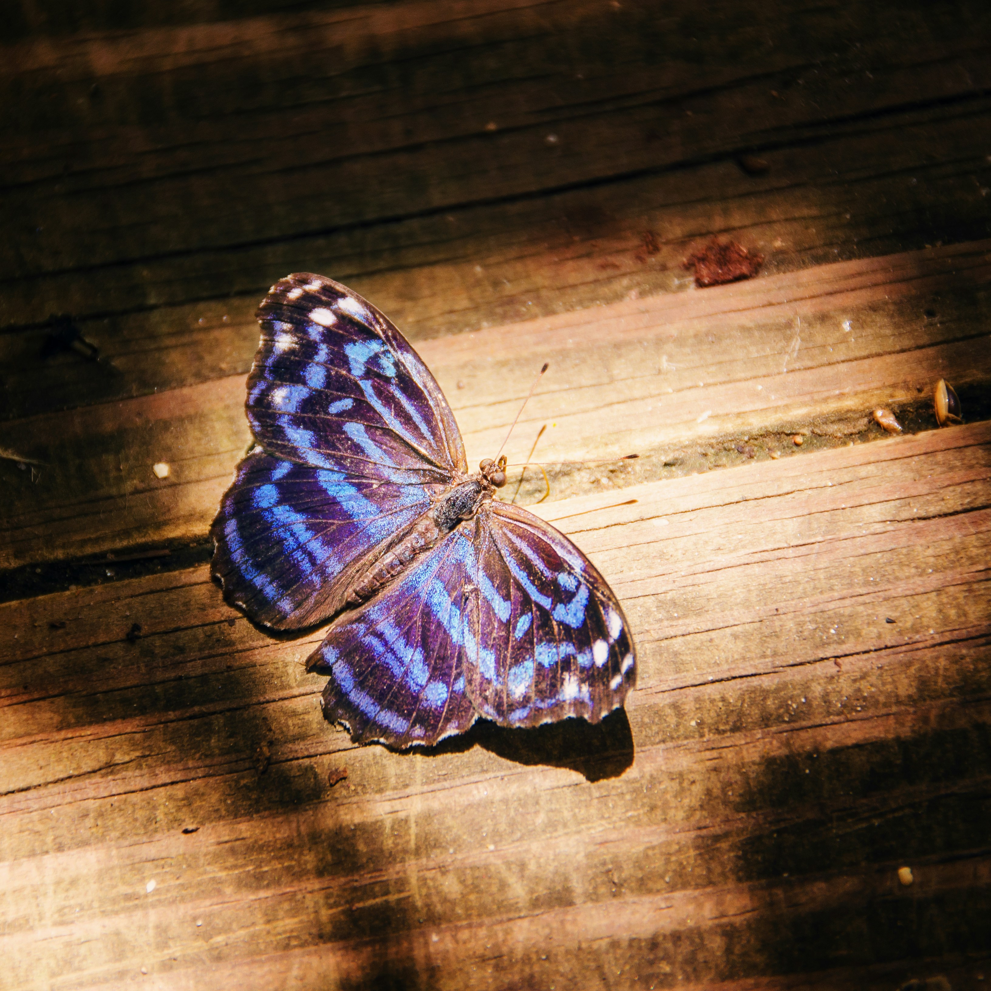 Azure Morpho Resting on Sun-Warmed Planks