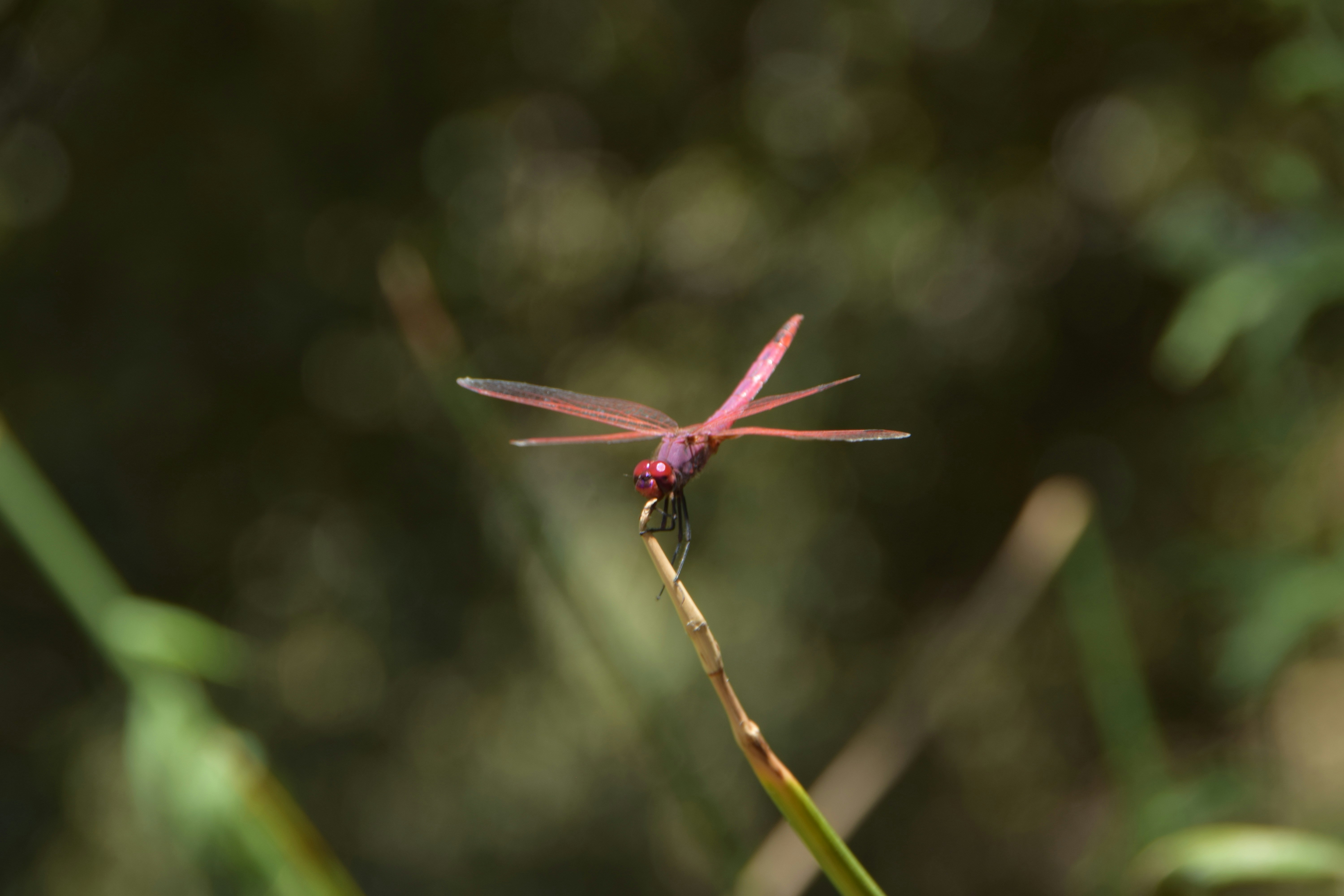 Crimson Dragonfly on a Needle-Thin Stem Against Velvet Green Blur