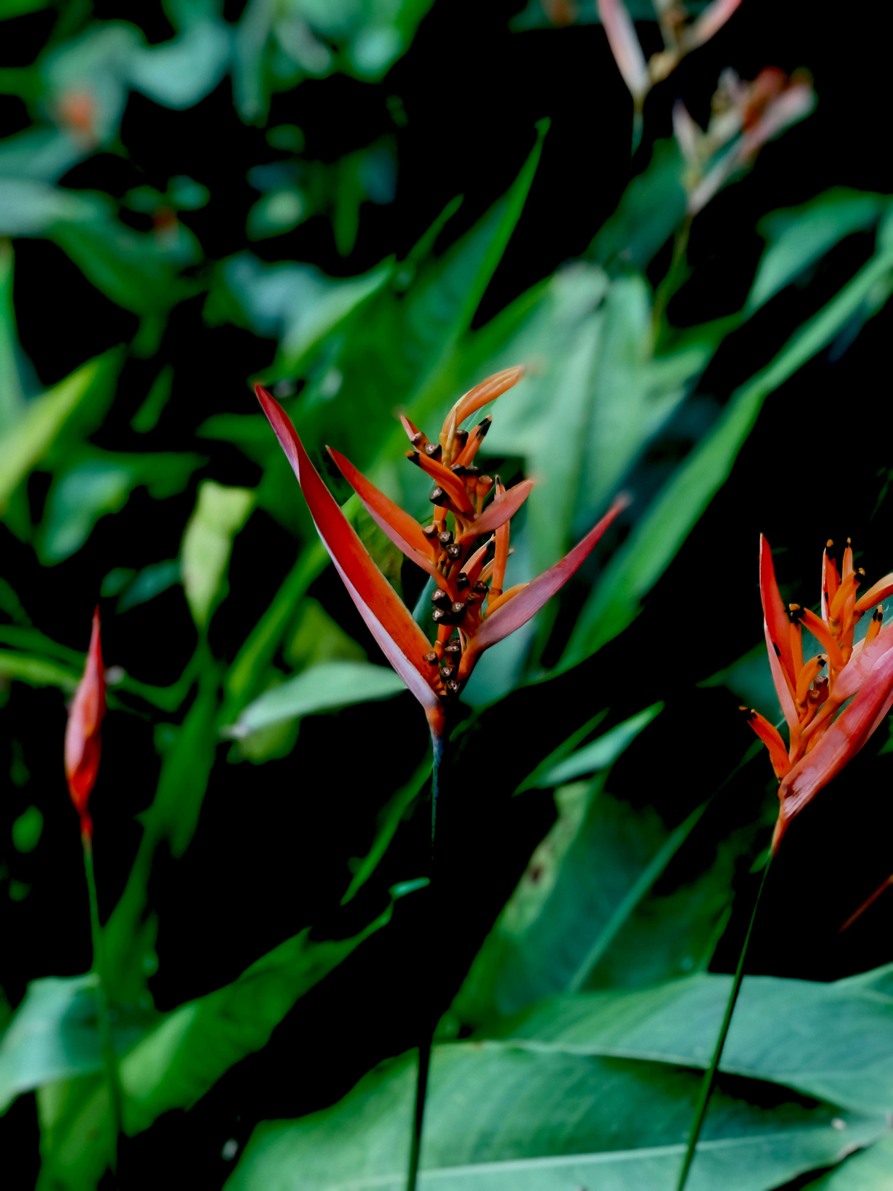 Flameau of Scarlet Blooms in Shadowed Green