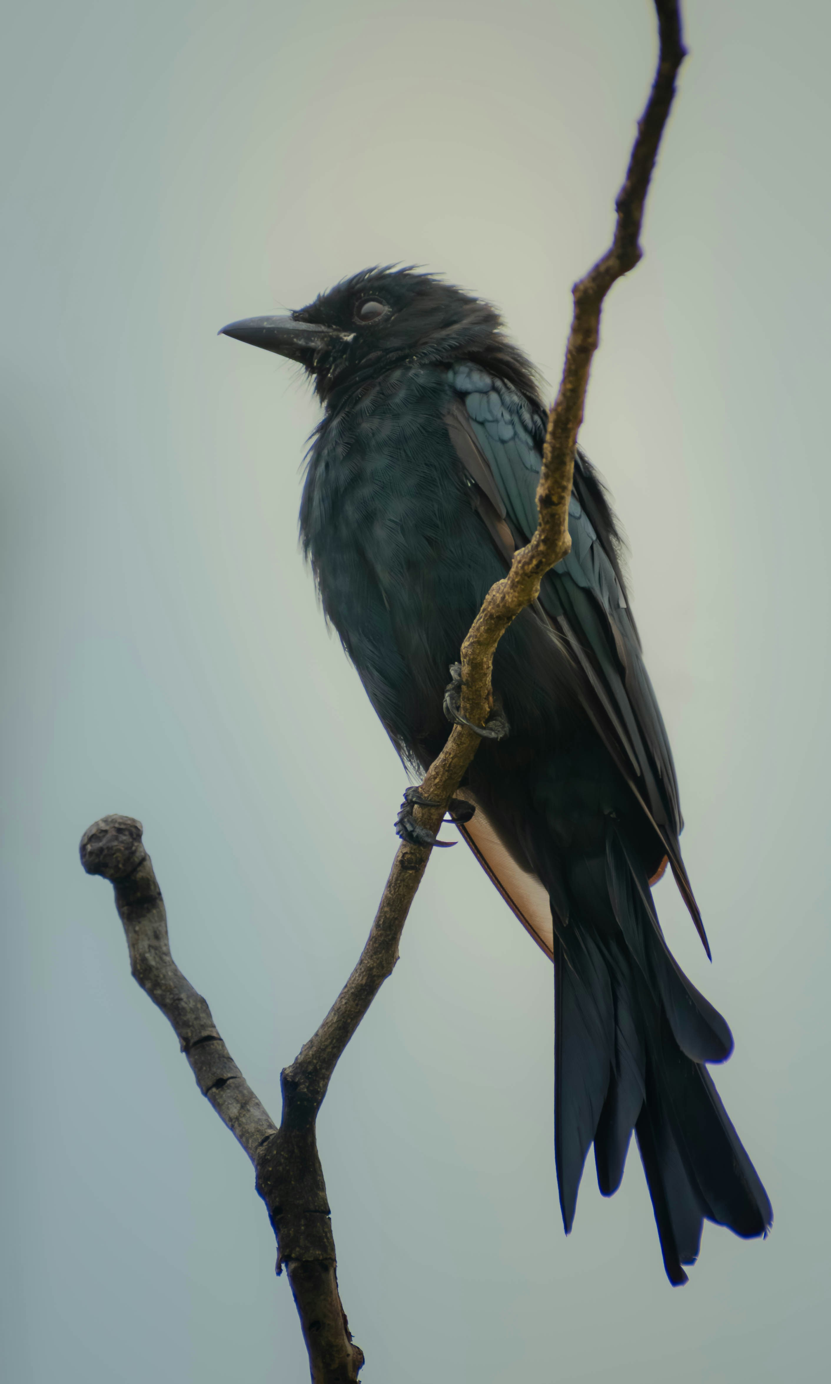 A dark-feathered bird perched gracefully on a slender branch, exuding an air of calm amidst a soft, muted background.