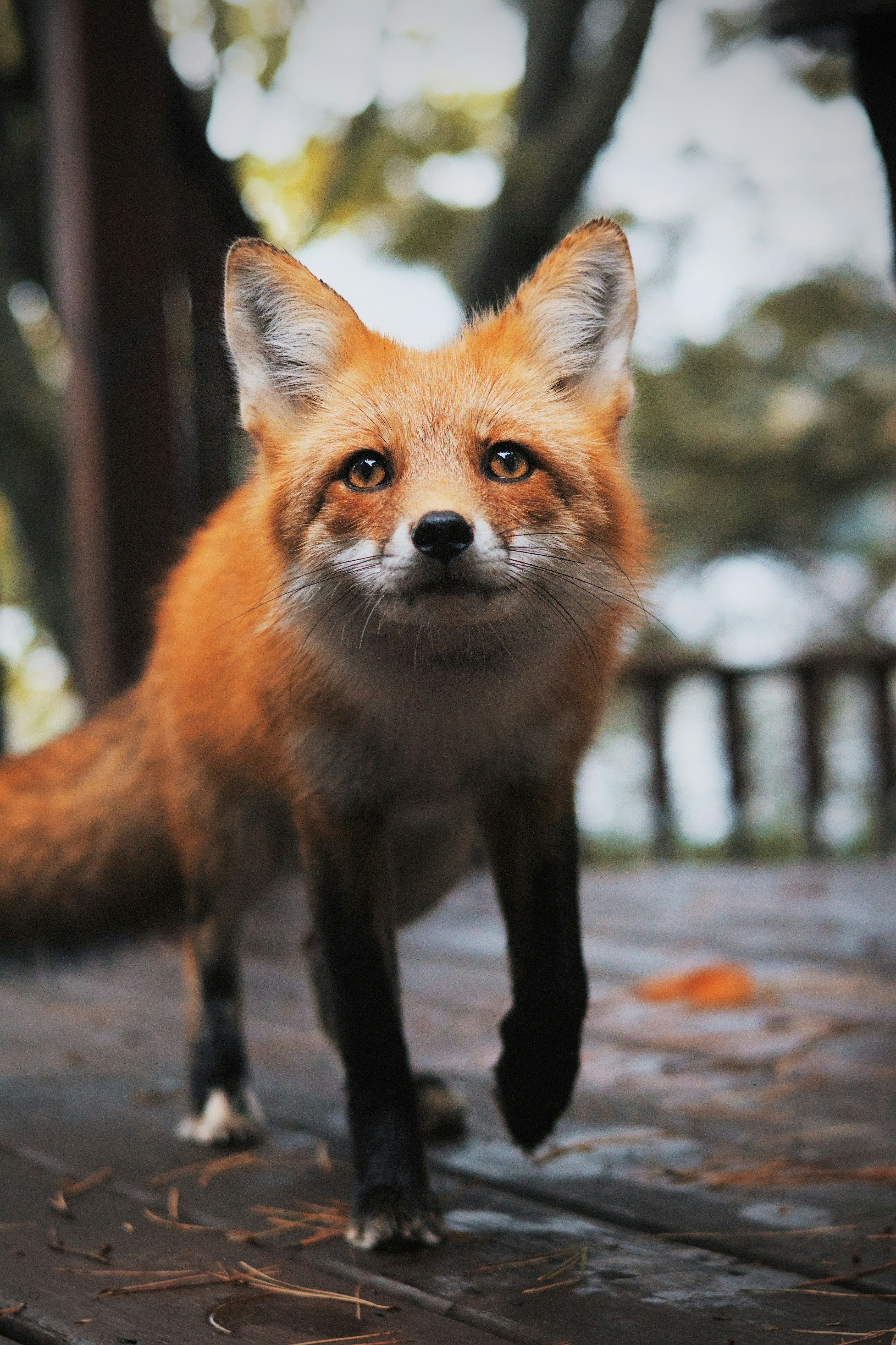 Fox Imagem Pictures | Download Free Images on Unsplash