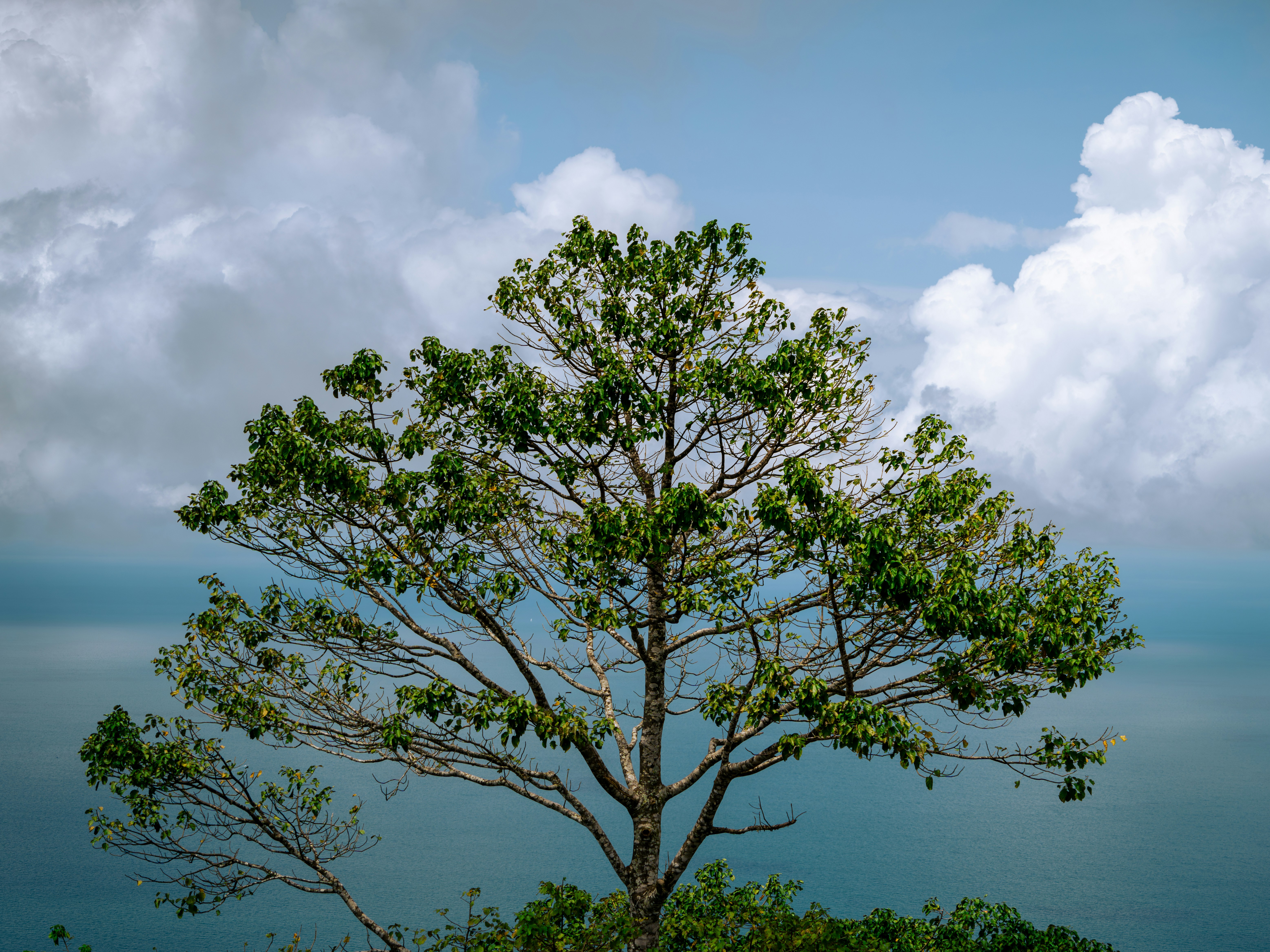 Lone Coastal Tree Framing the Sea's Calm Horizon