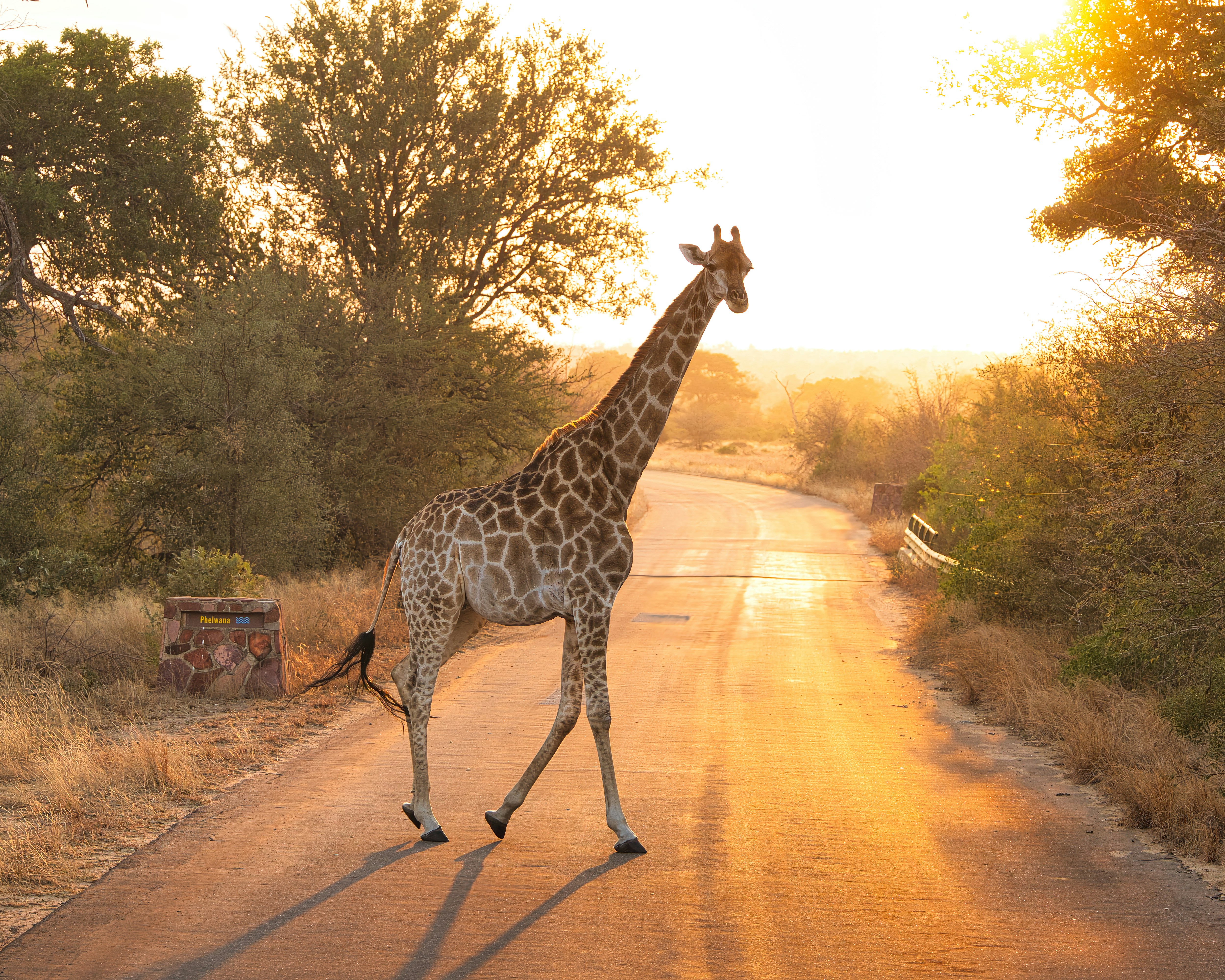 Giraffe Crossing the Golden Road at Sunset