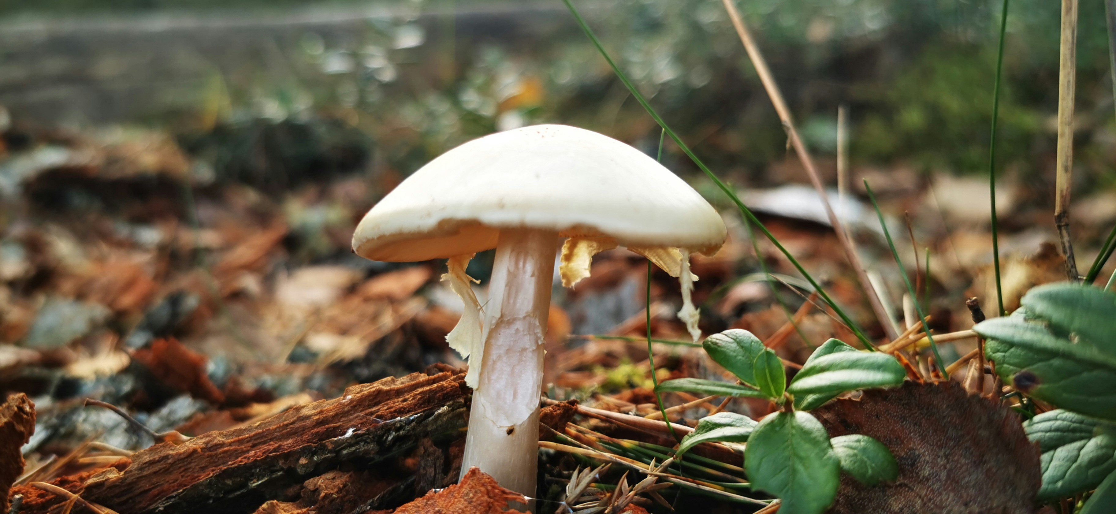White-Cap Sentinel: A solitary mushroom on a mossy, leaf-strewn forest floor