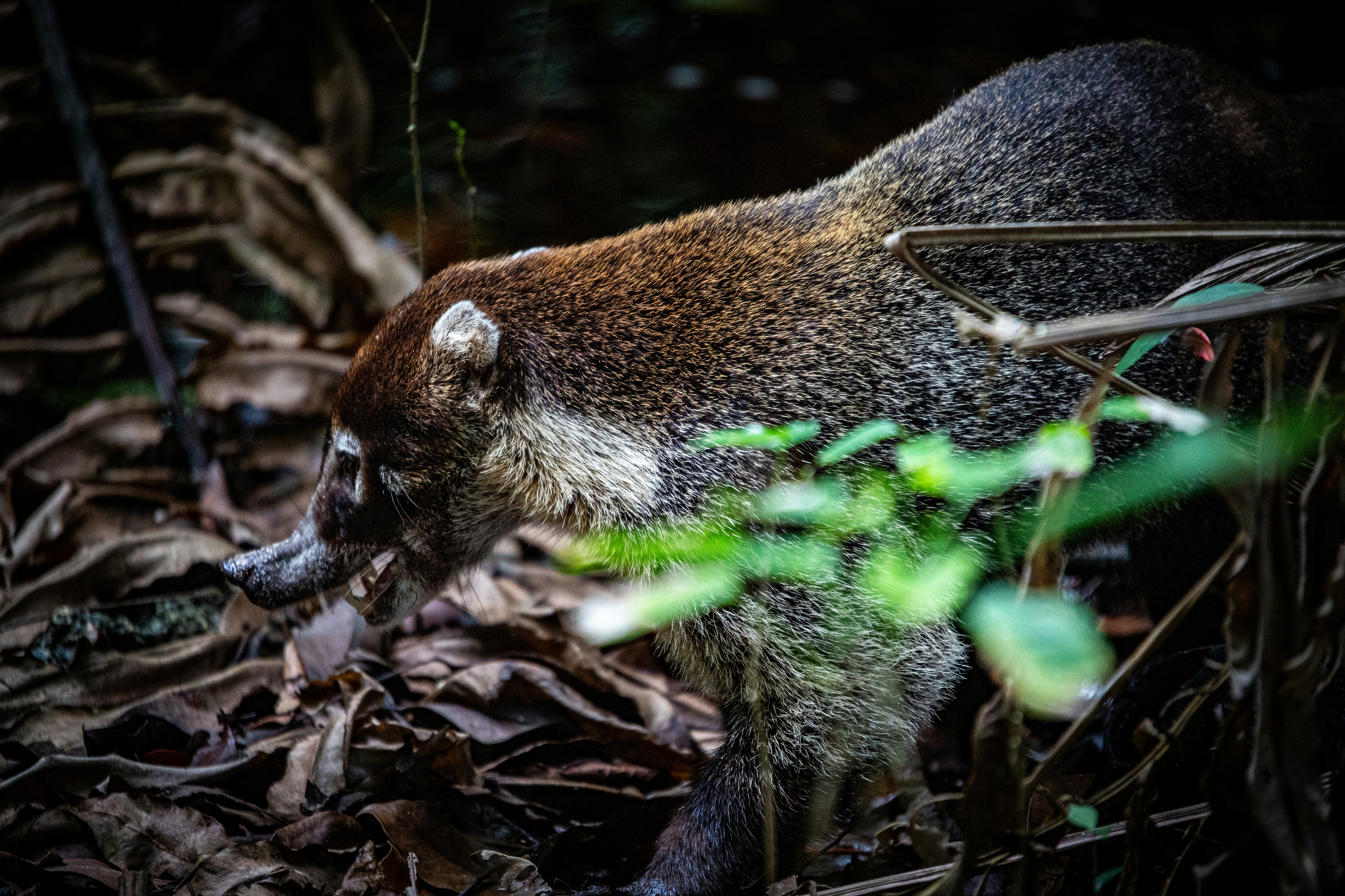 Leaf-Litter Forager: The Long-Snout Scout in Dappled Shadow