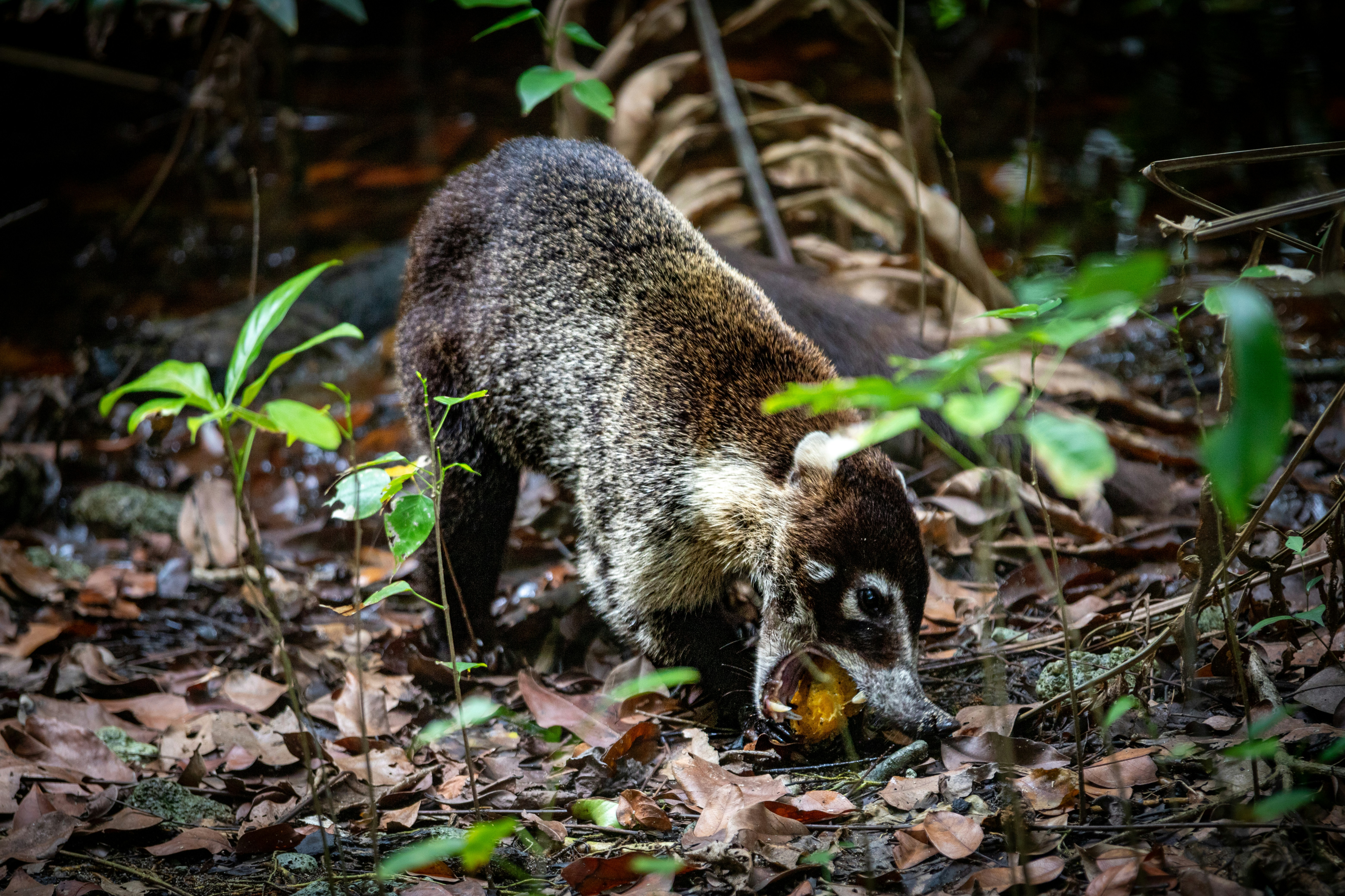 A coati is captured foraging on the forest floor amidst fallen leaves in a tropical forest. Its brown fur and long snout are clearly visible as it moves through the dense foliage. The image highlights the animal’s natural habitat, blending into the surrounding environment.