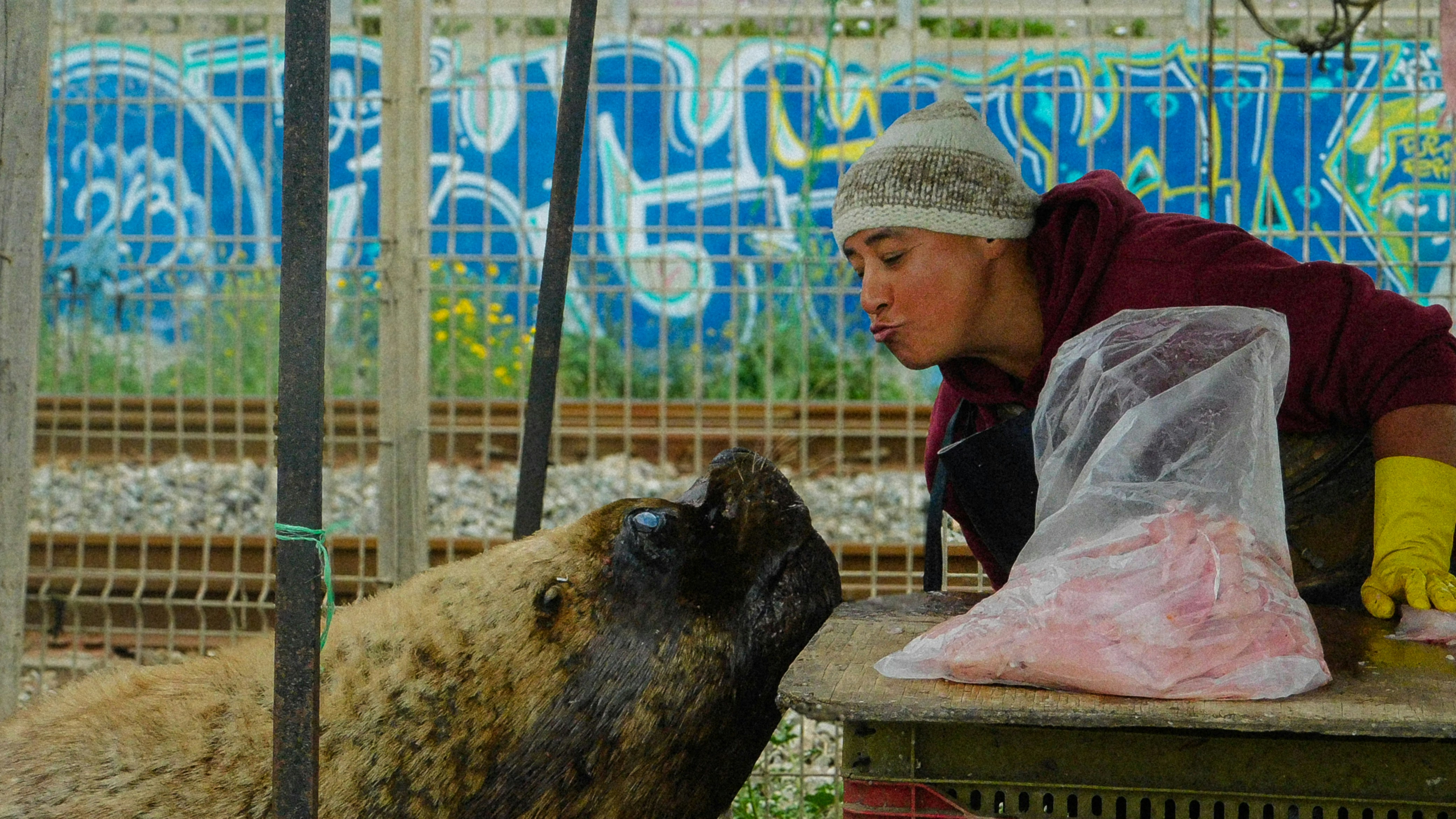 Feeding Time by the Graffiti Fence: A Seal's Curious Moment