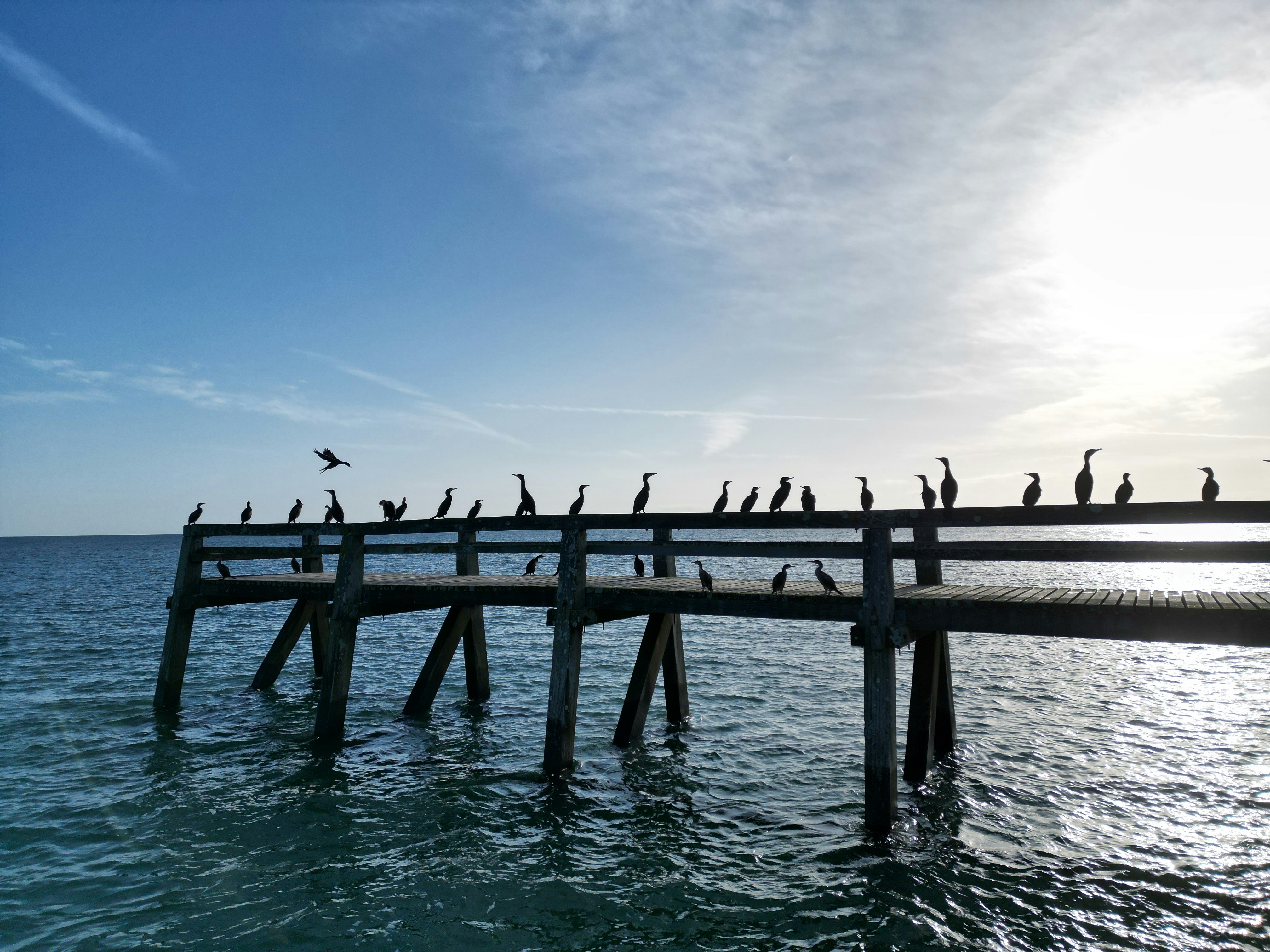 Row of Seabird Silhouettes on a Sunlit Pier