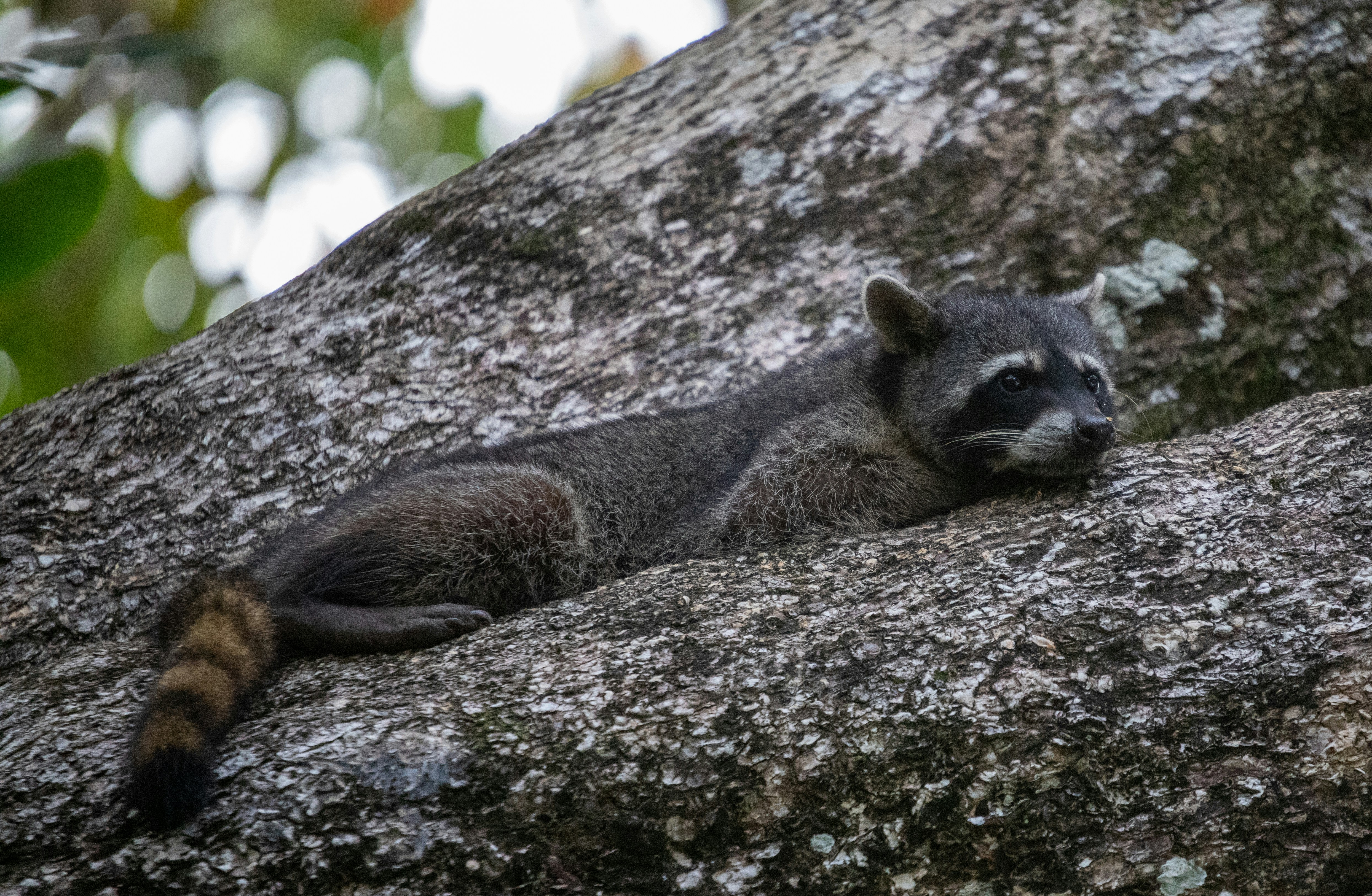 A raccoon laying on a rock in a forest photo – Free Costa rica Image on ...