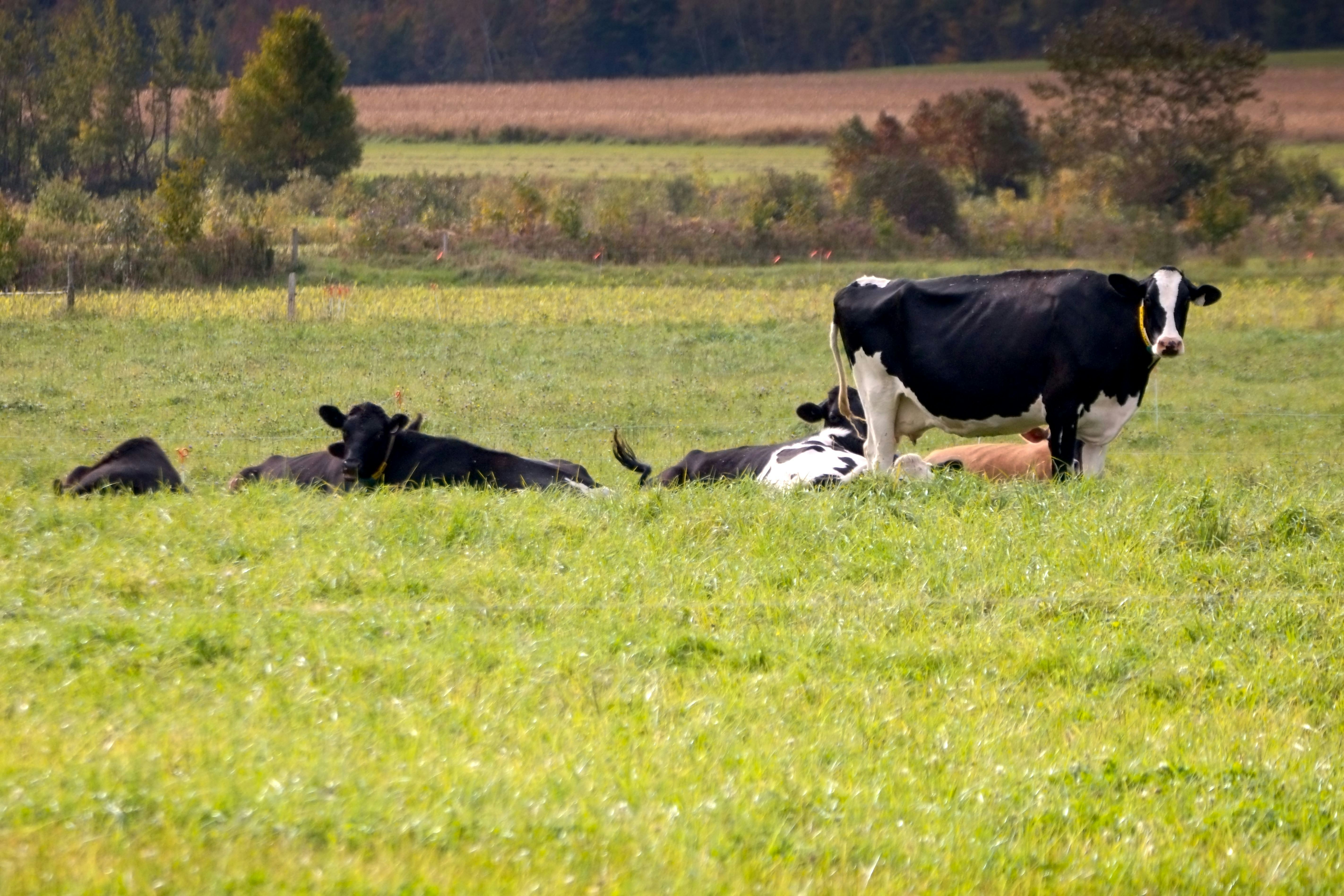 A group of cows laying down in a field photo – Free Saint-michel-de ...