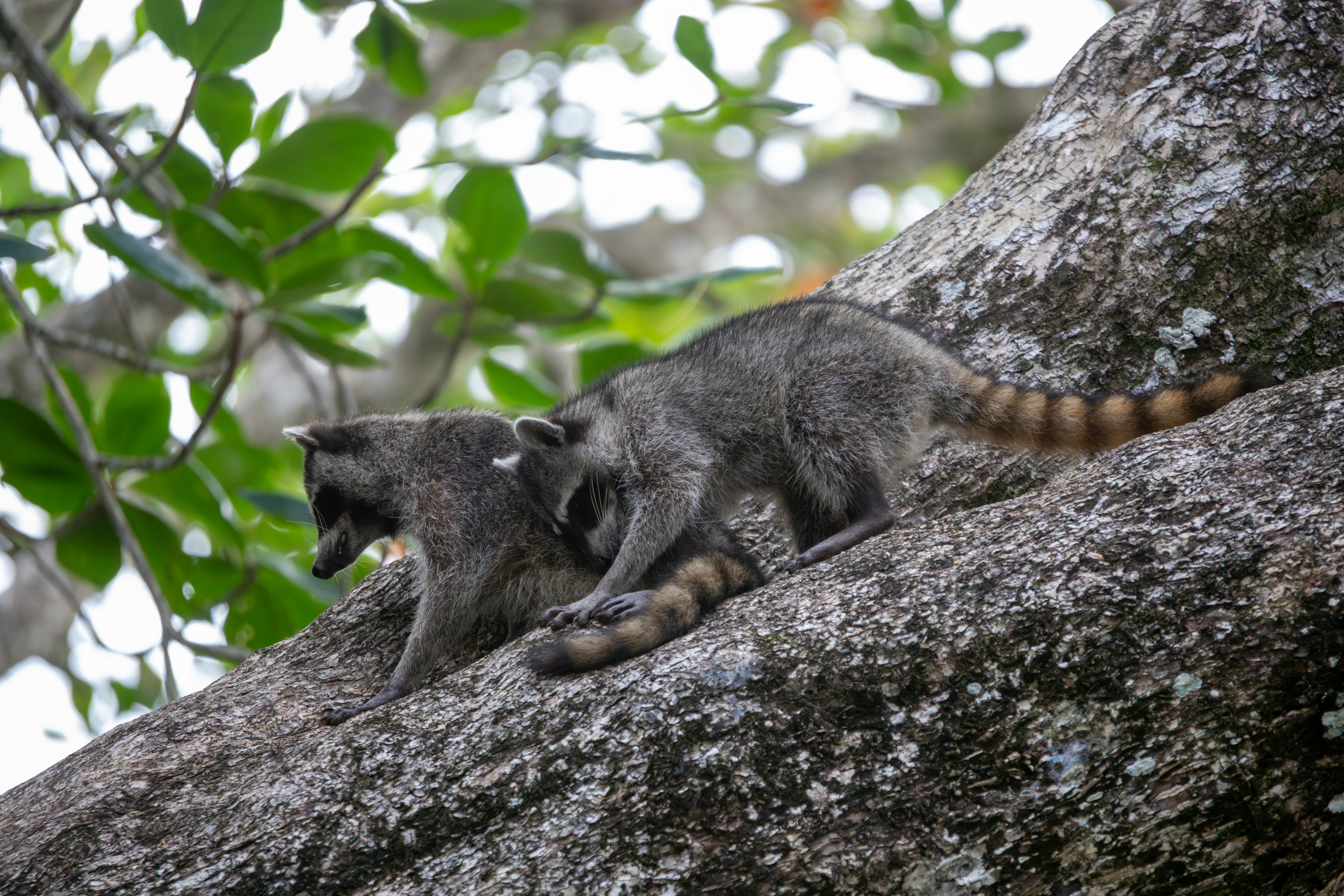 Ring-tailed Navigators on a Weathered Branch