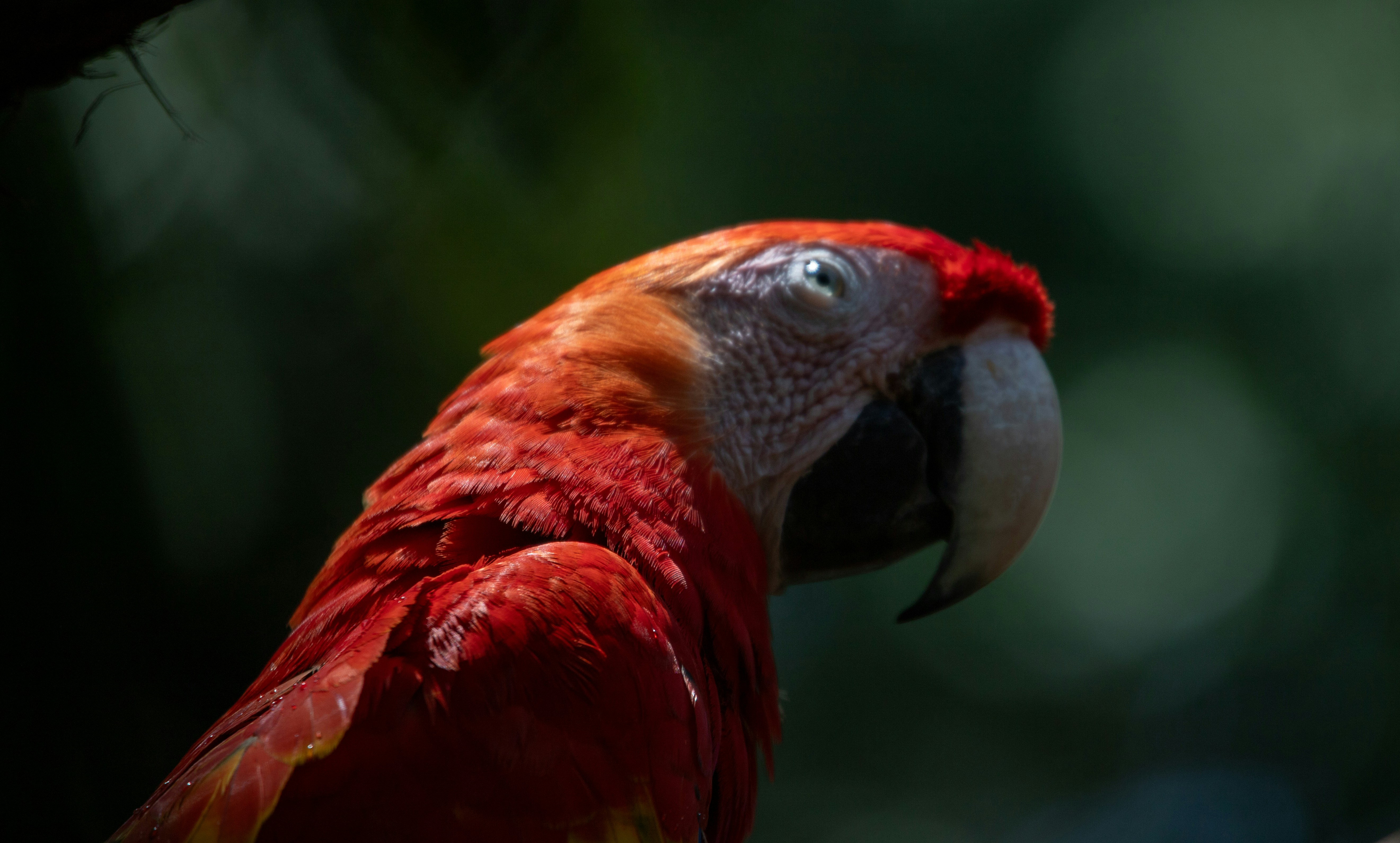 A close up of a red and yellow parrot photo – Free Animal Image on Unsplash
