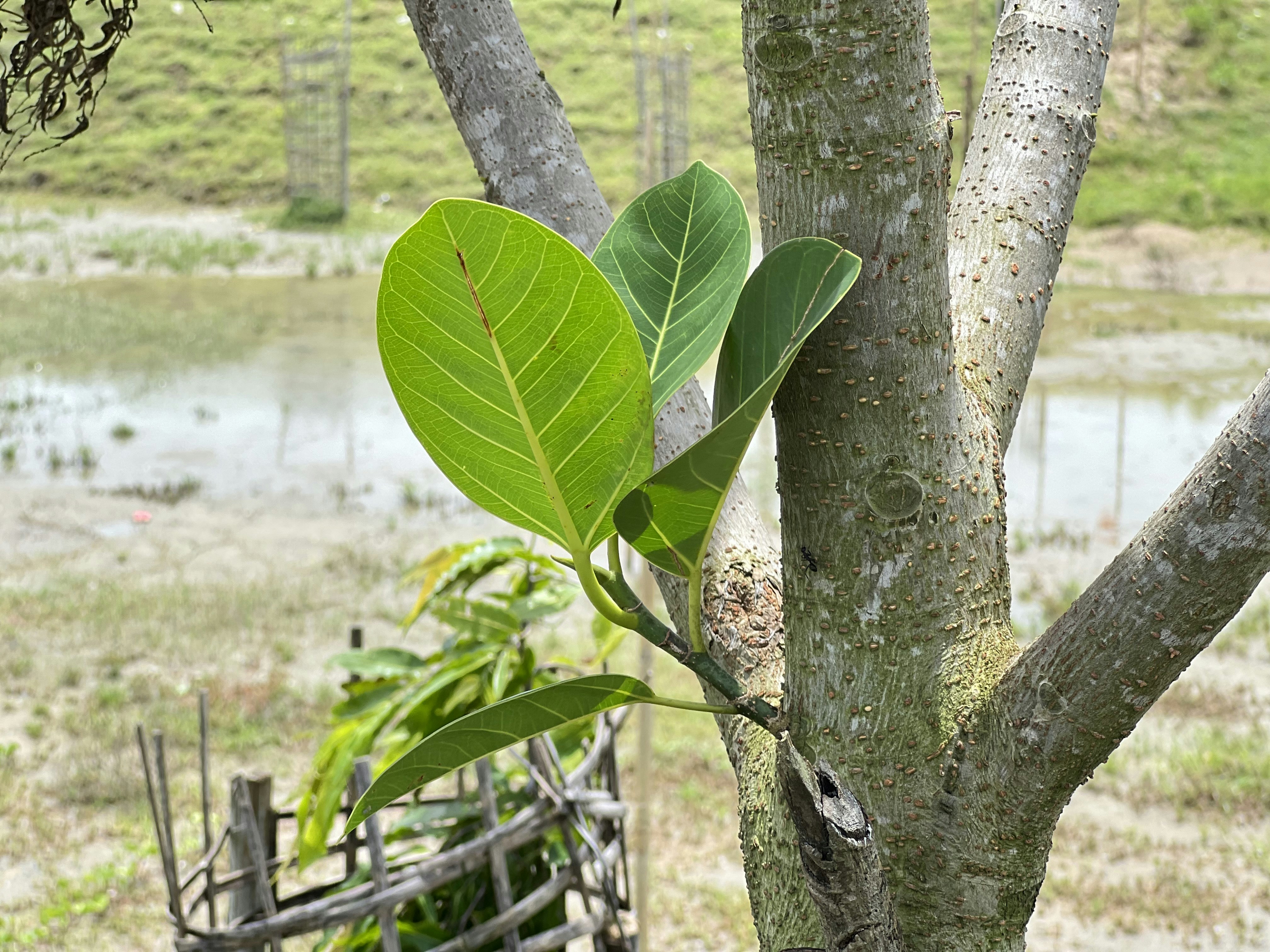 Verdant Spotlight: A Glossy Leaf Anchored to Weathered Bark