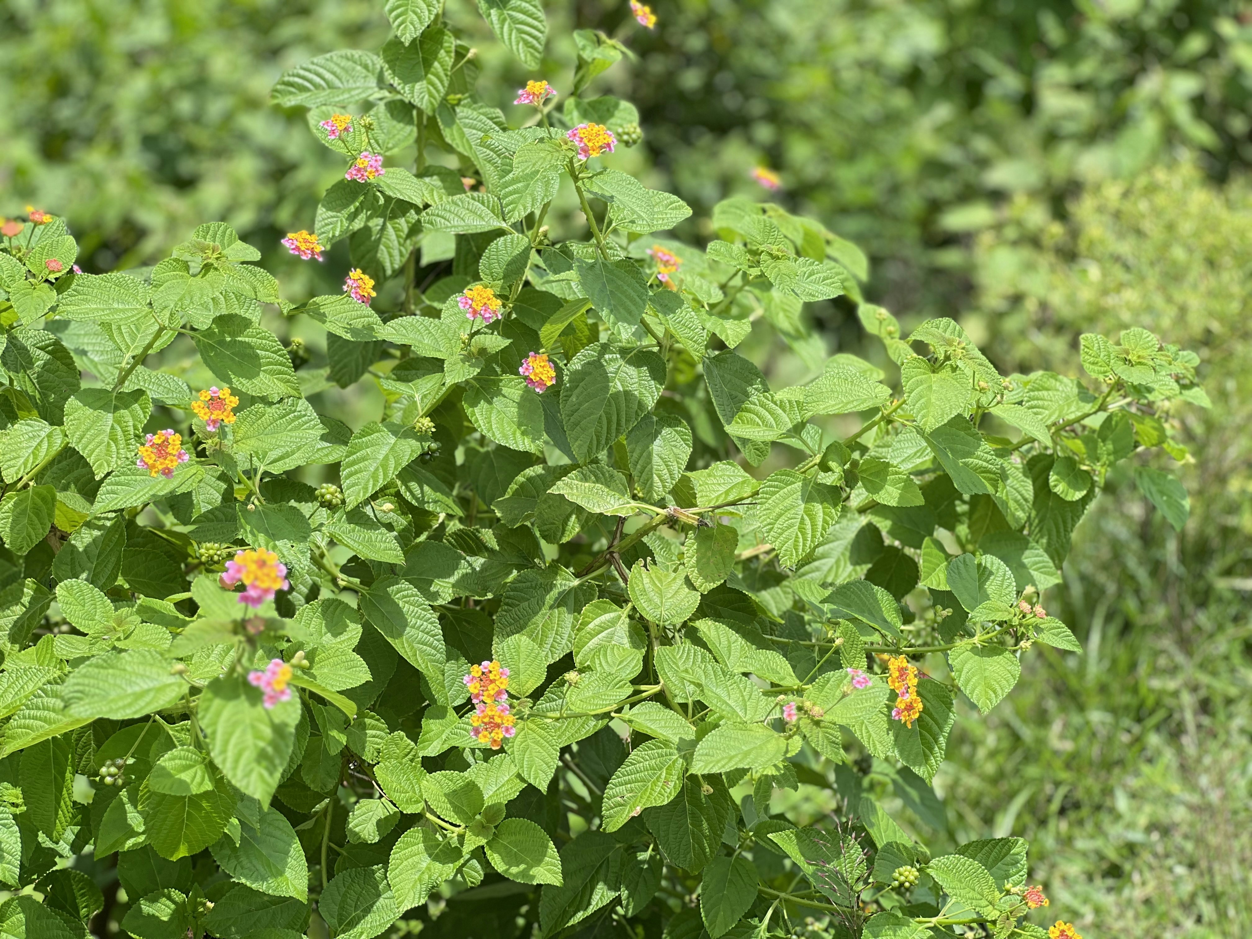Sunlit Lantana Canvas: Bright Green Leaves and Colorful Clusters