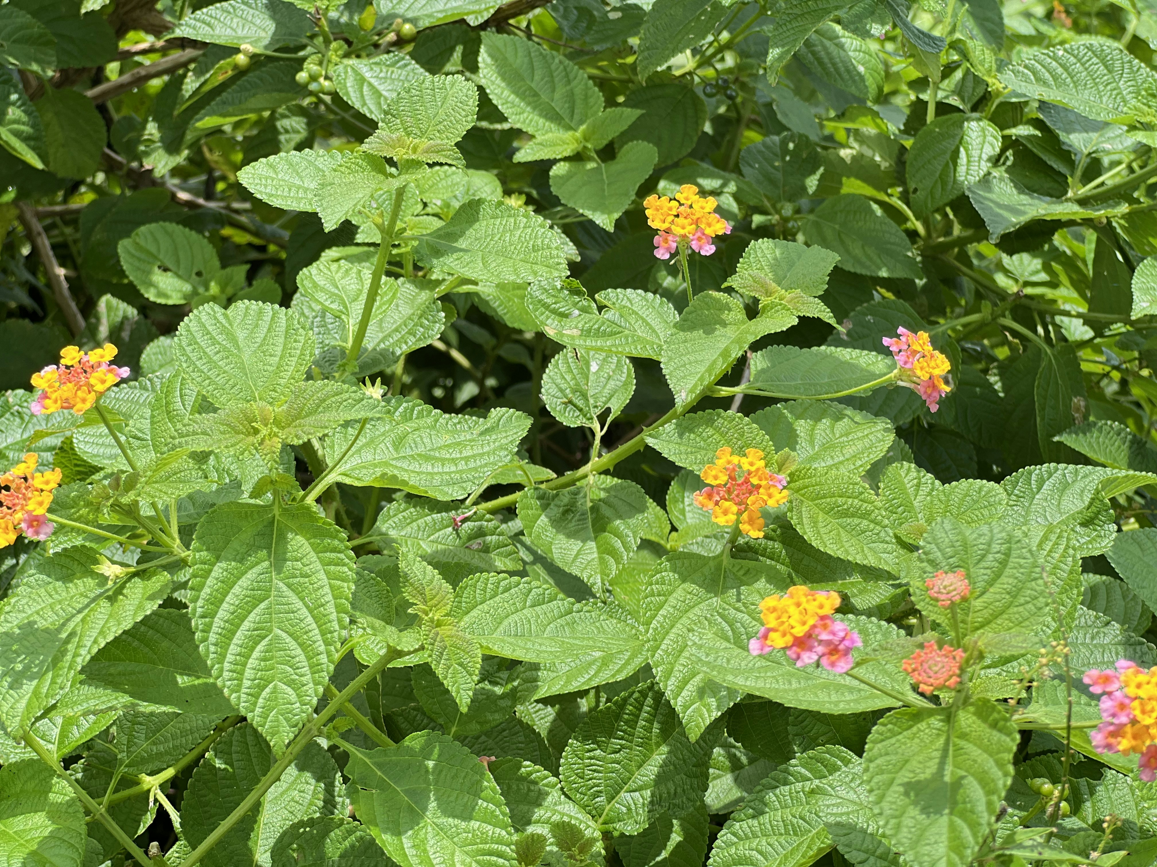 Un ramo de flores que están en la hierba foto – Imagen de Cox's Bazar ...