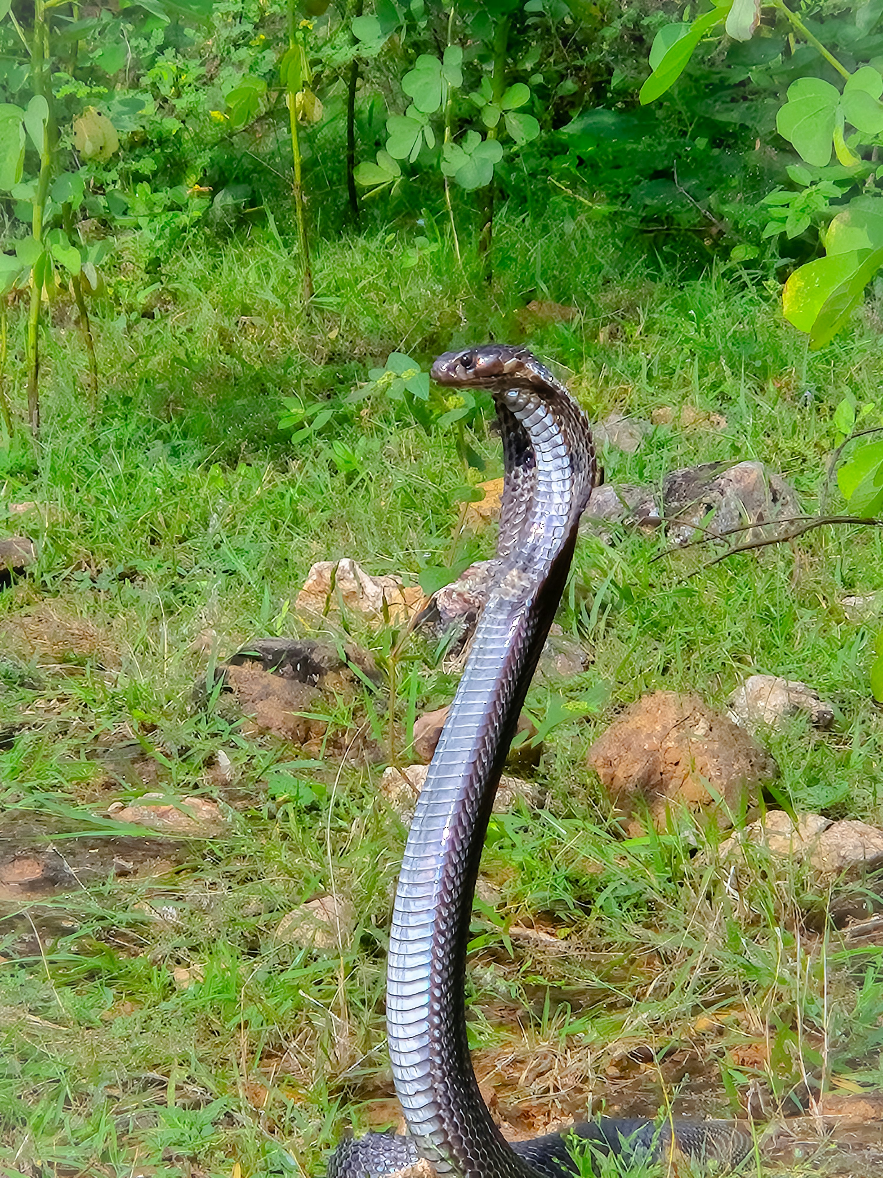 Cobra with raised hood stands upright in a grassy clearing, surrounded by rocks and dense foliage.