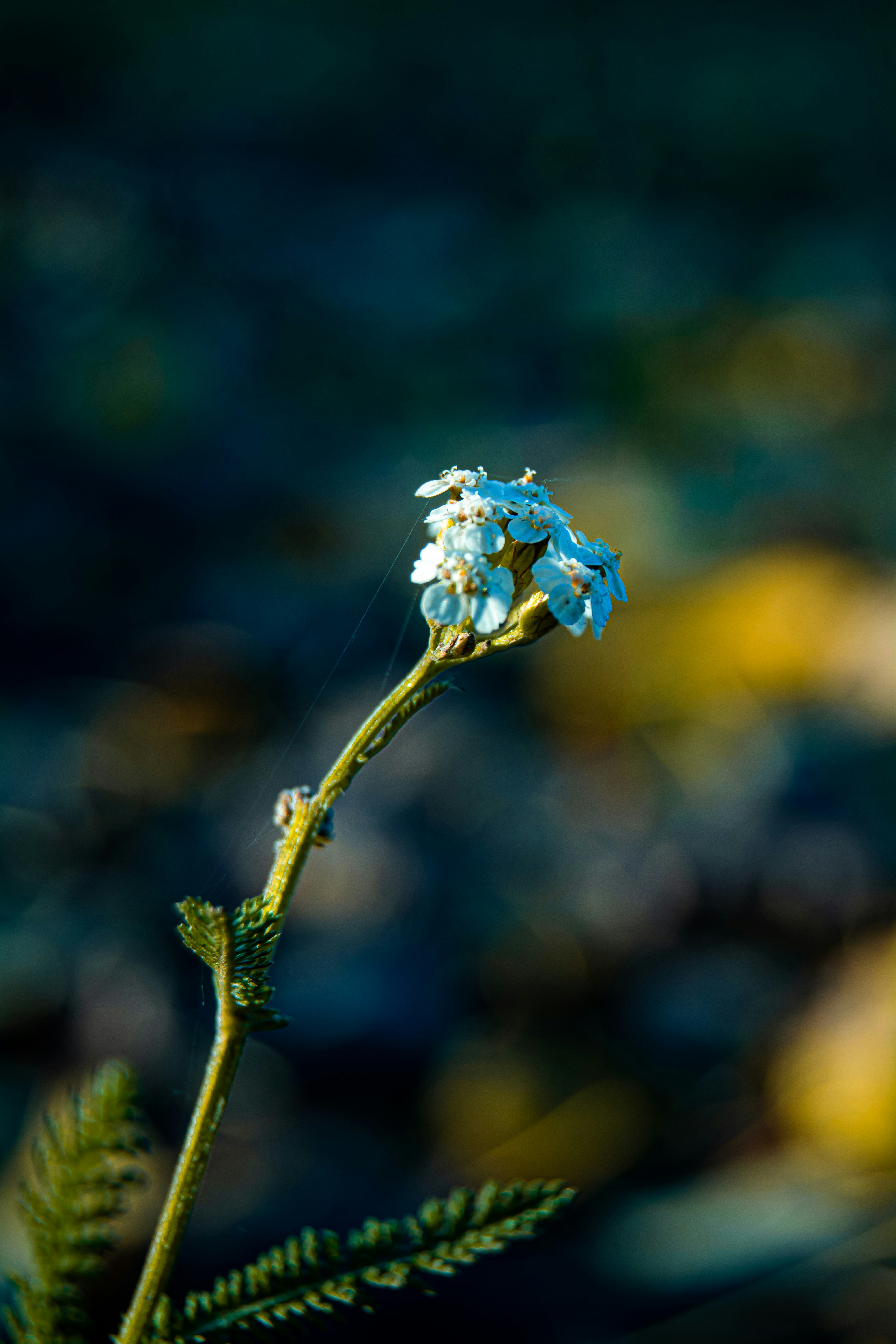 Blue-flowered Messenger: A Delicate Stem Reaches for the Light