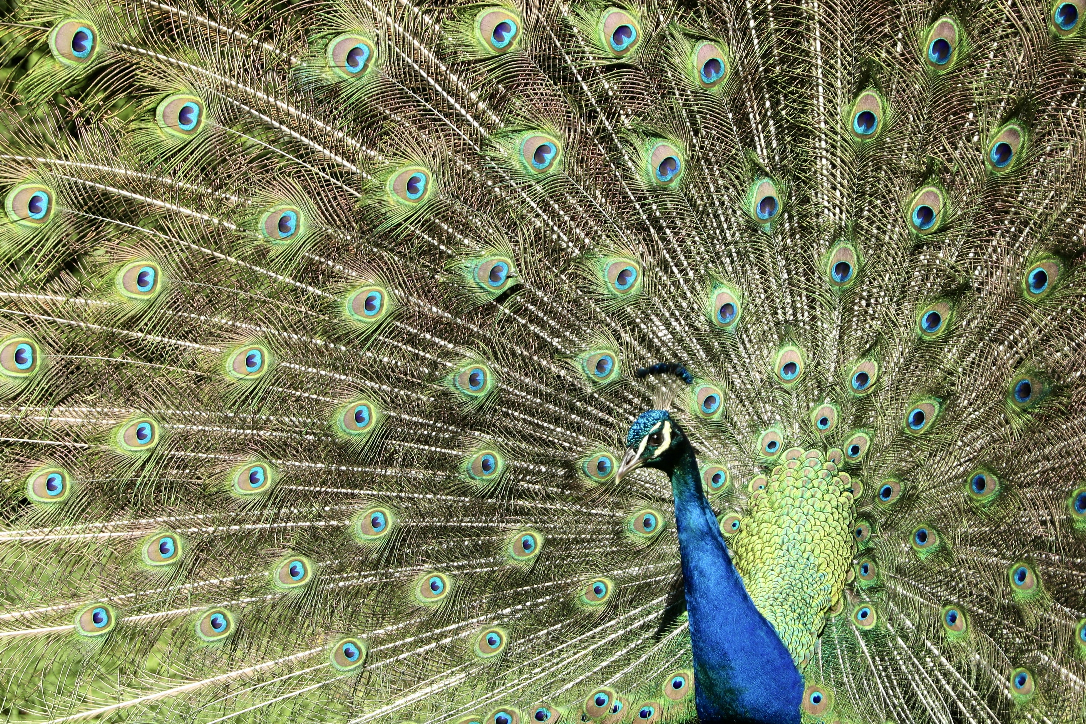 Emerald Crown Unfurled: A Peacock's Tapestry of Eyes