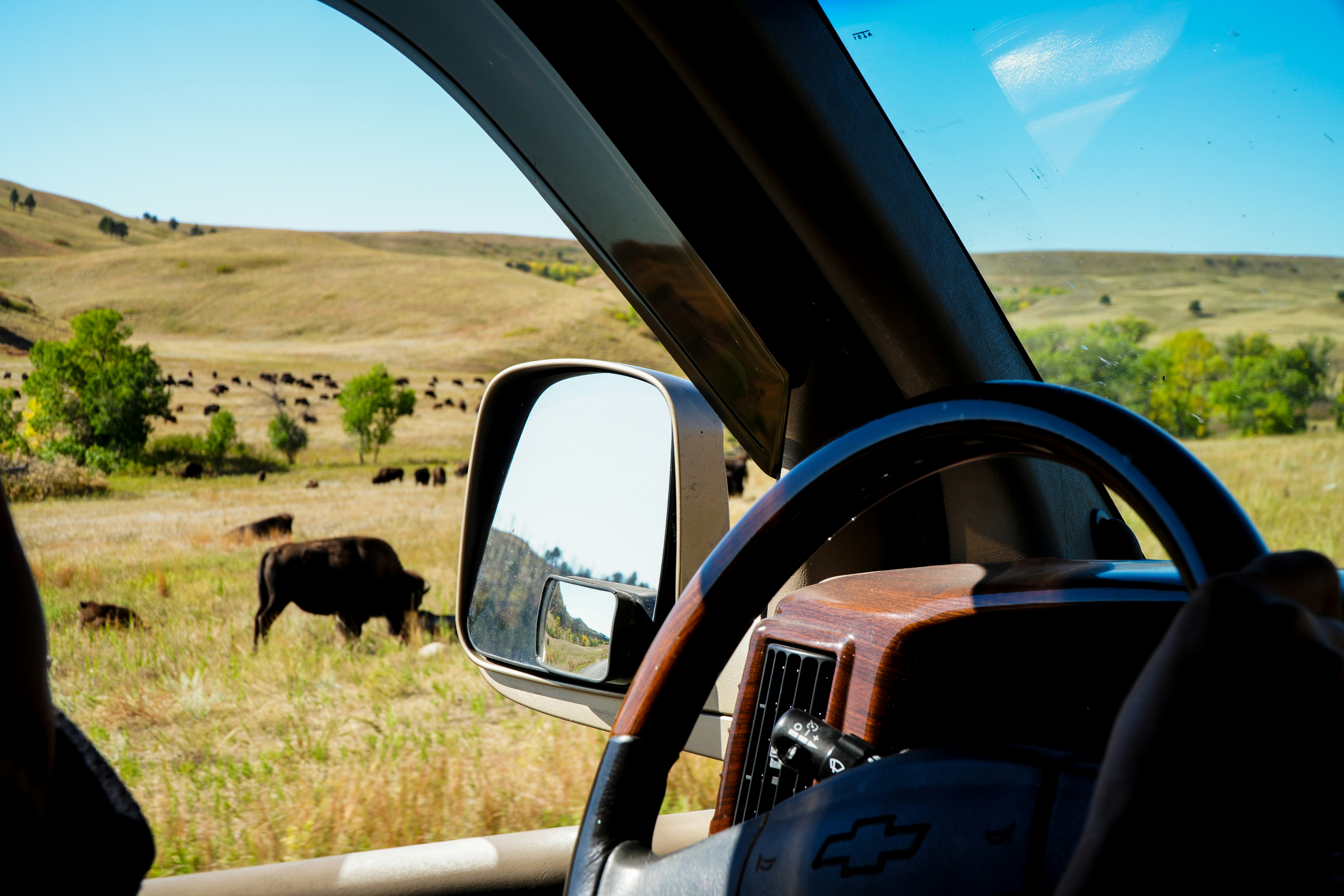 Windshield Vista: Prairie Grazers Beyond the Driver's Window
