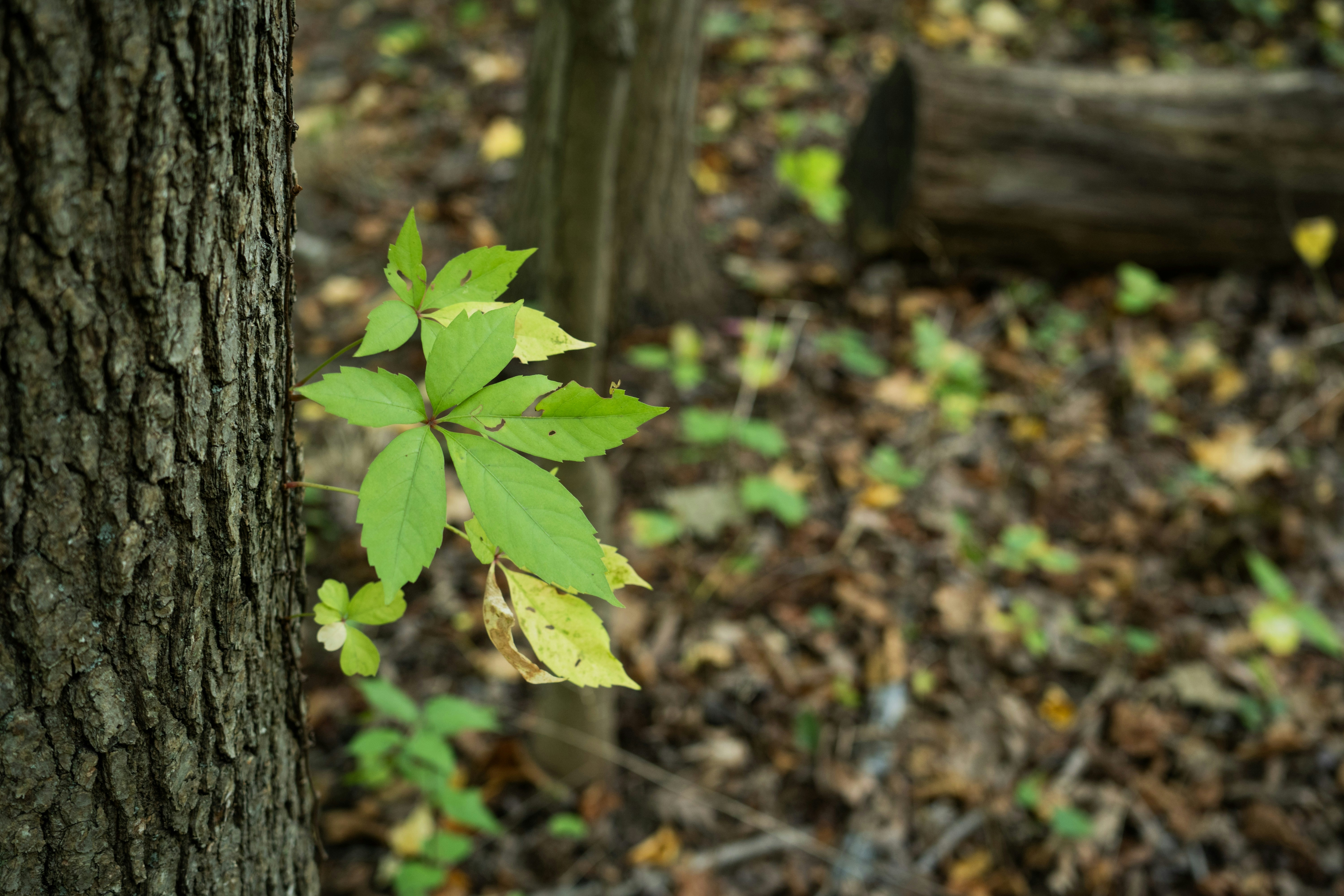 Emerald Sprout Framing the Bark: A Quiet Woodland Moment