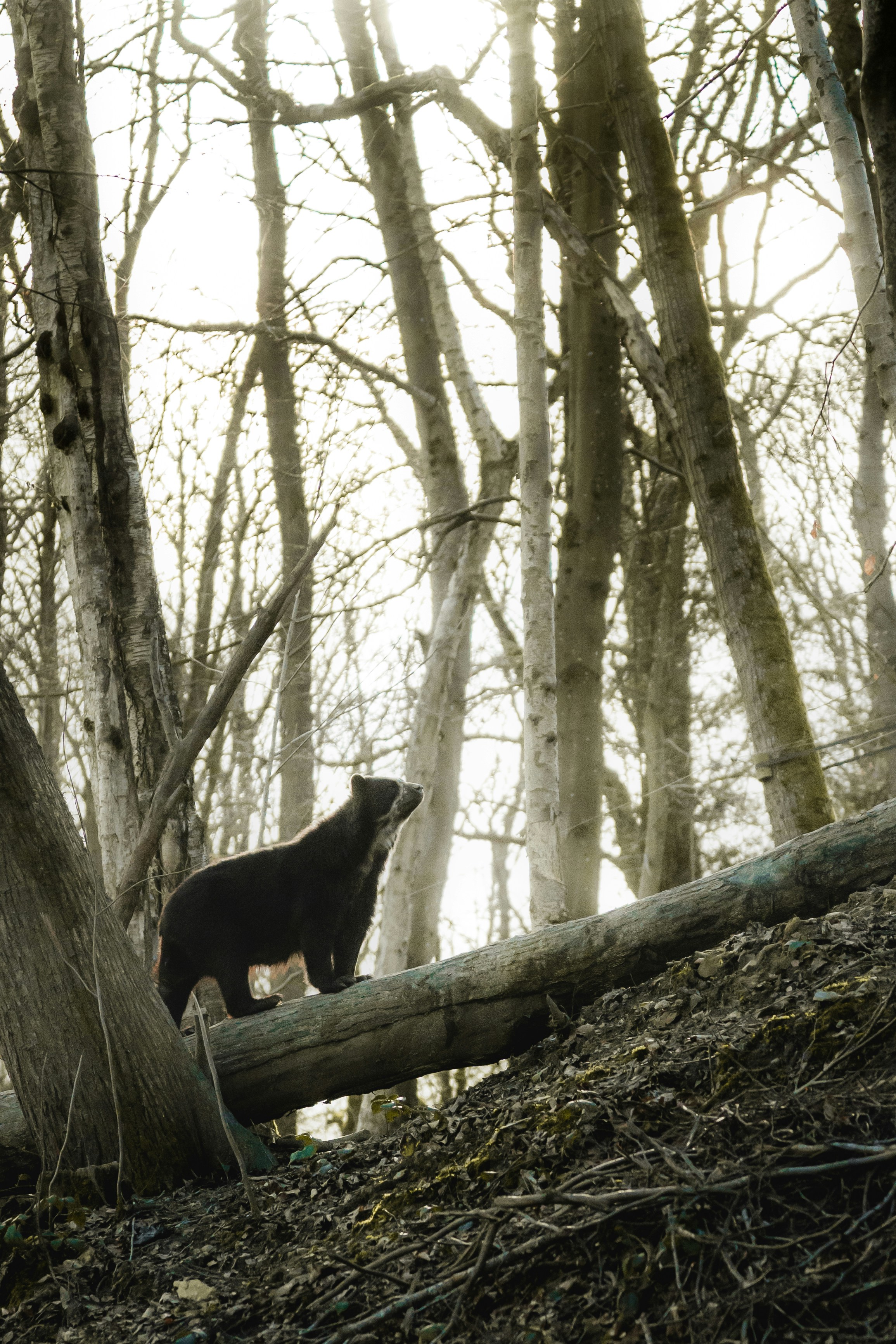 Bear in a silent forest: a lone silhouette beside a fallen trunk