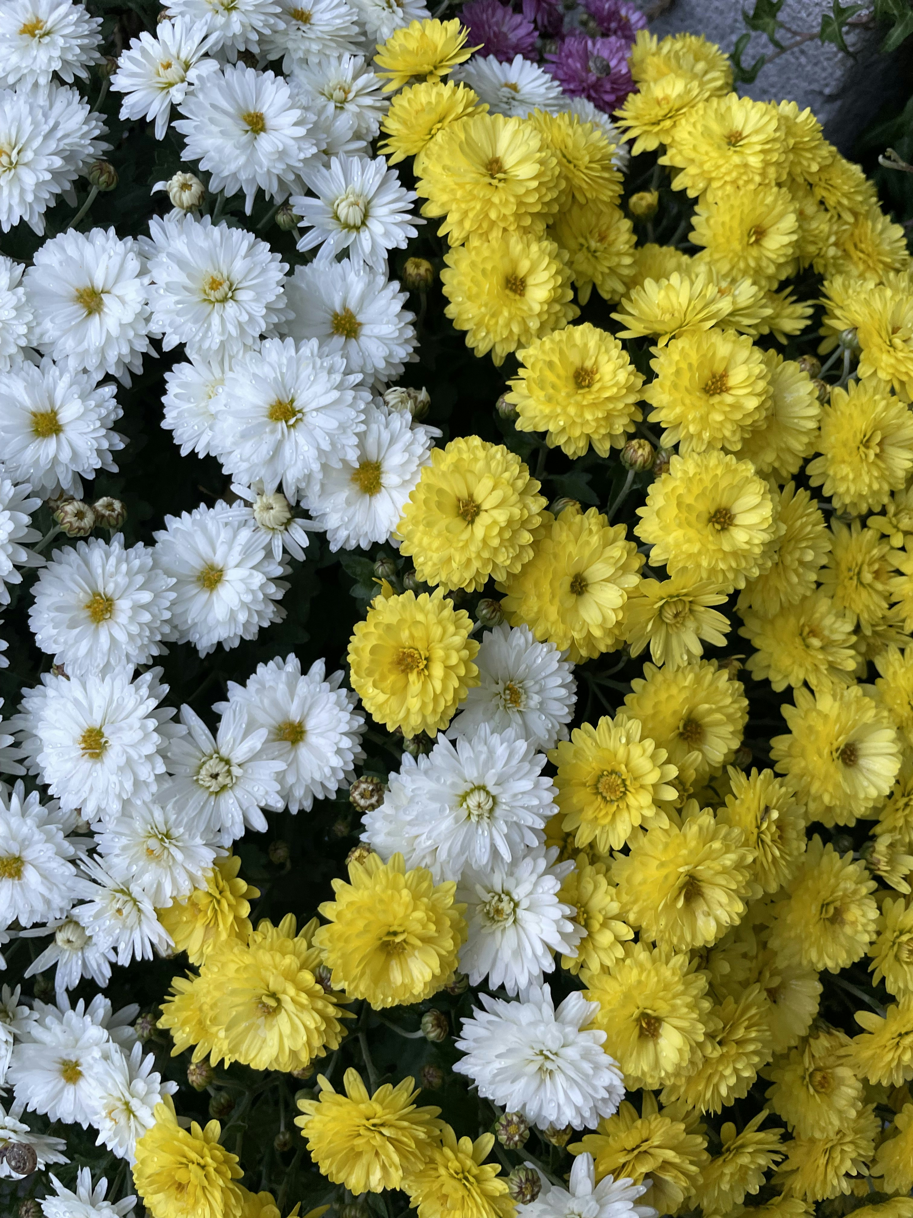 Mosaic of White and Golden Chrysanthemums: A Floral Gradient in Bloom