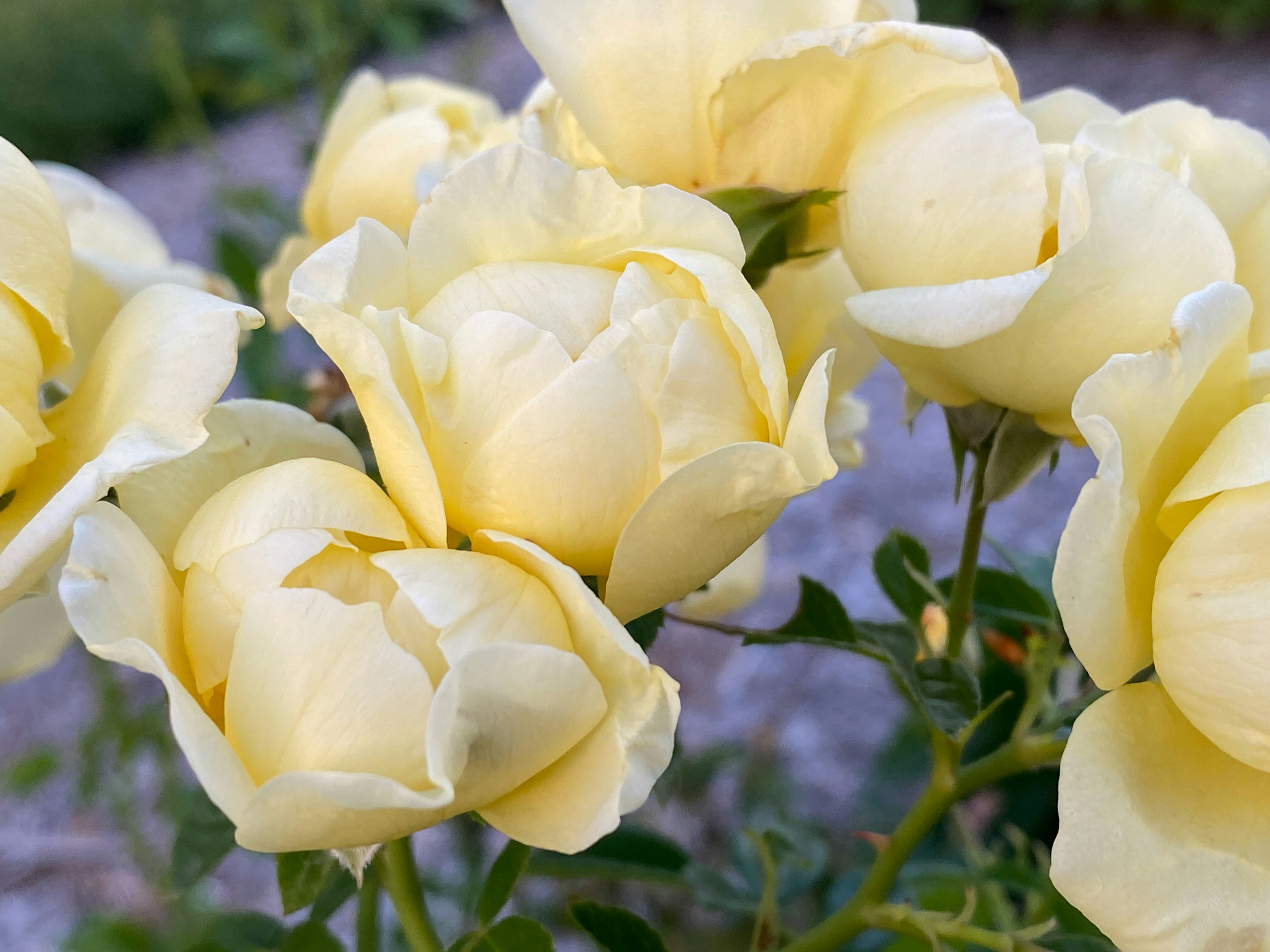A bunch of yellow roses in a garden photo – Free Wichita state ...