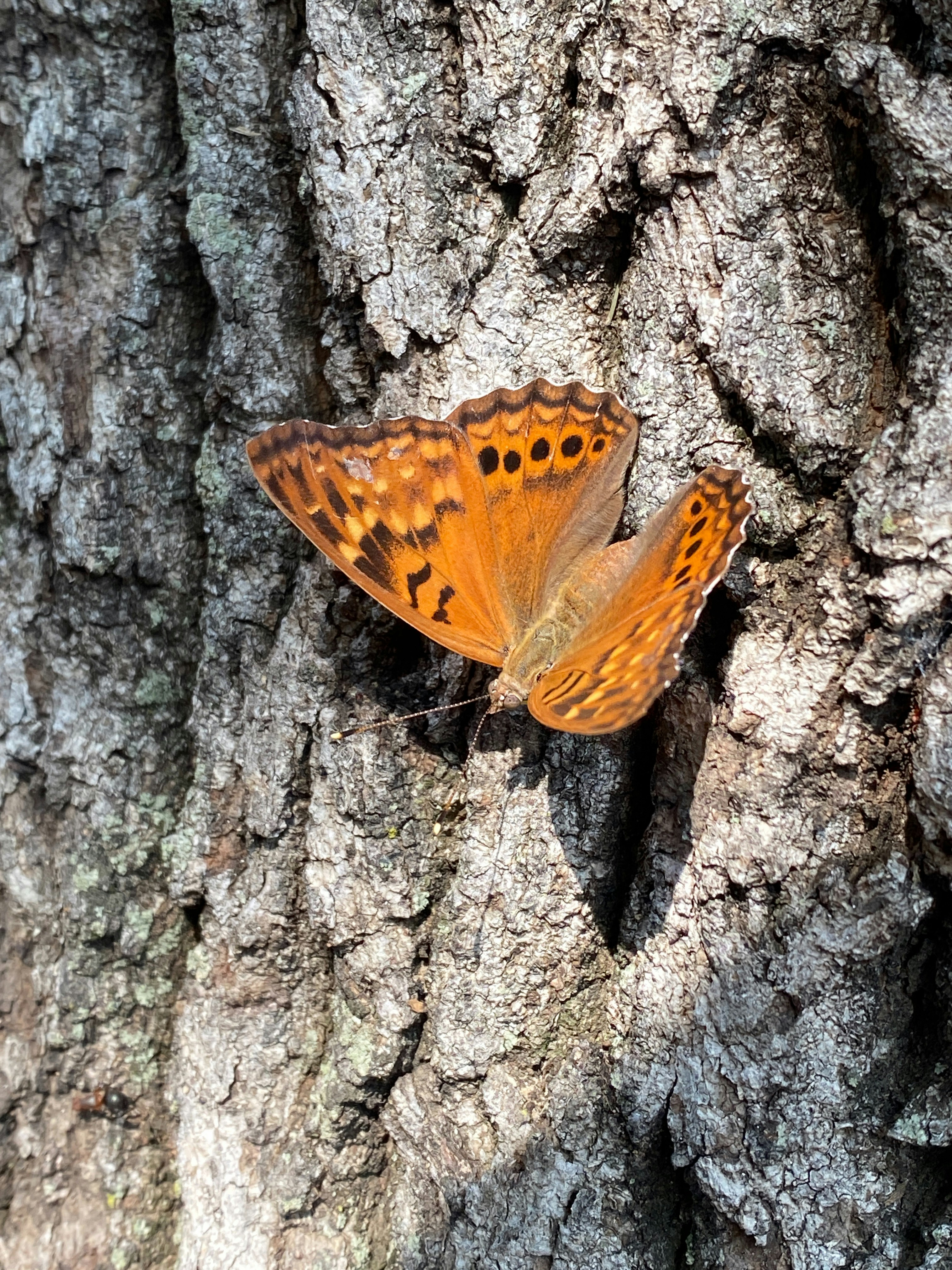 Copper-Orange Butterfly on Weathered Bark: A Close-Up of Color and Texture