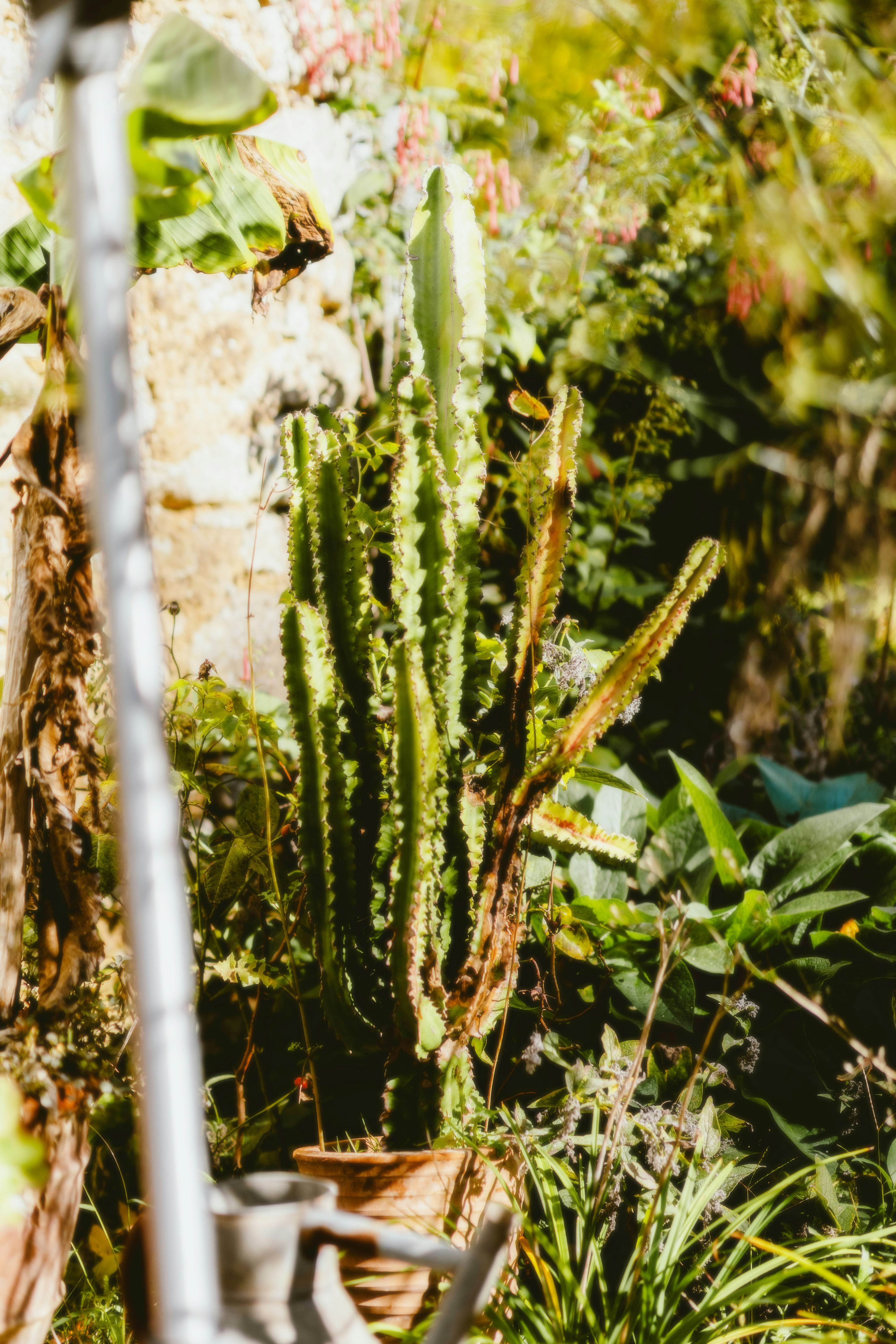 Spiny Green Sentinels in a Sunlit Garden