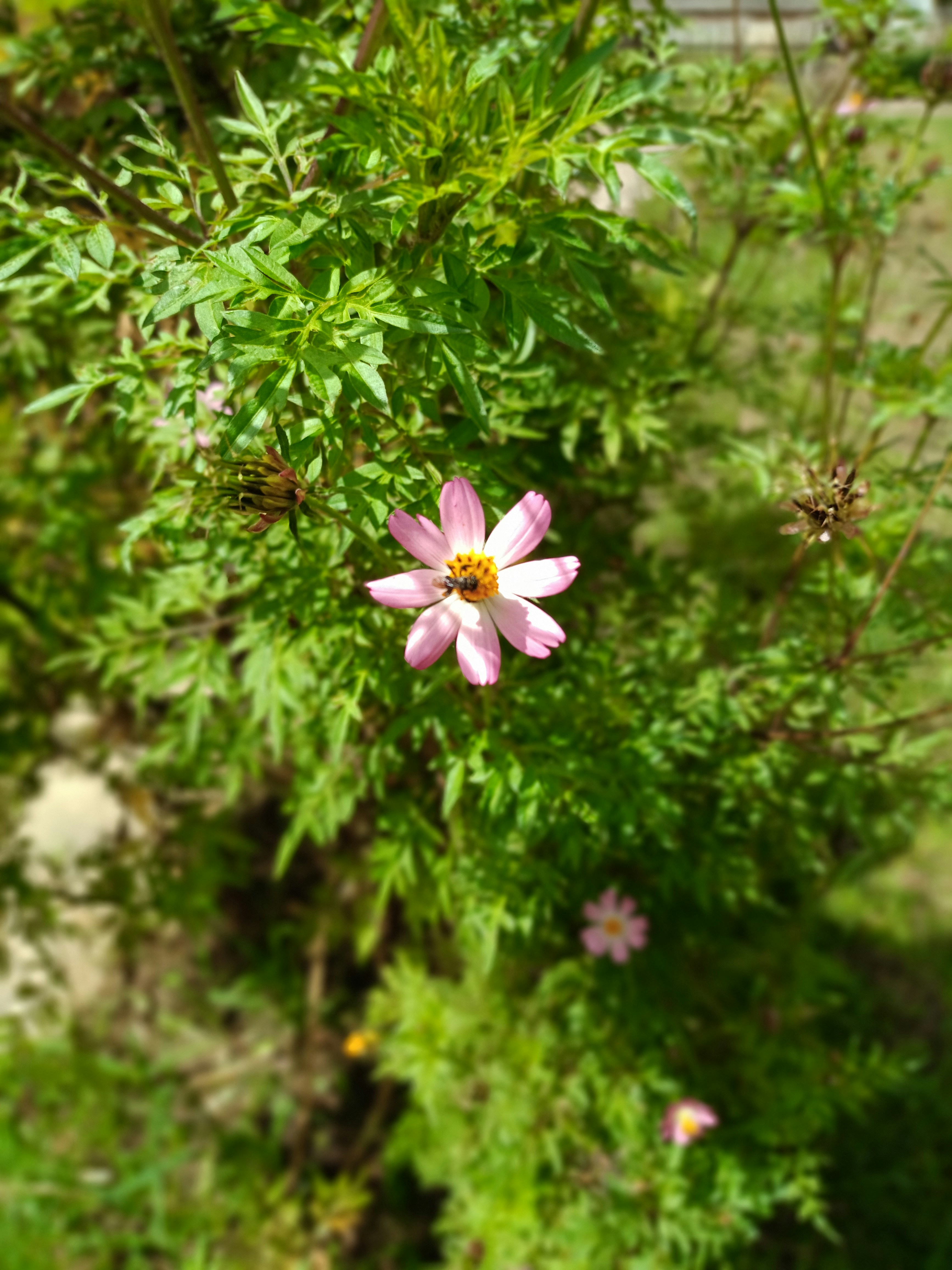 Pink flower with a yellow center sits among dense green foliage, with shallow depth of field creating a soft background.