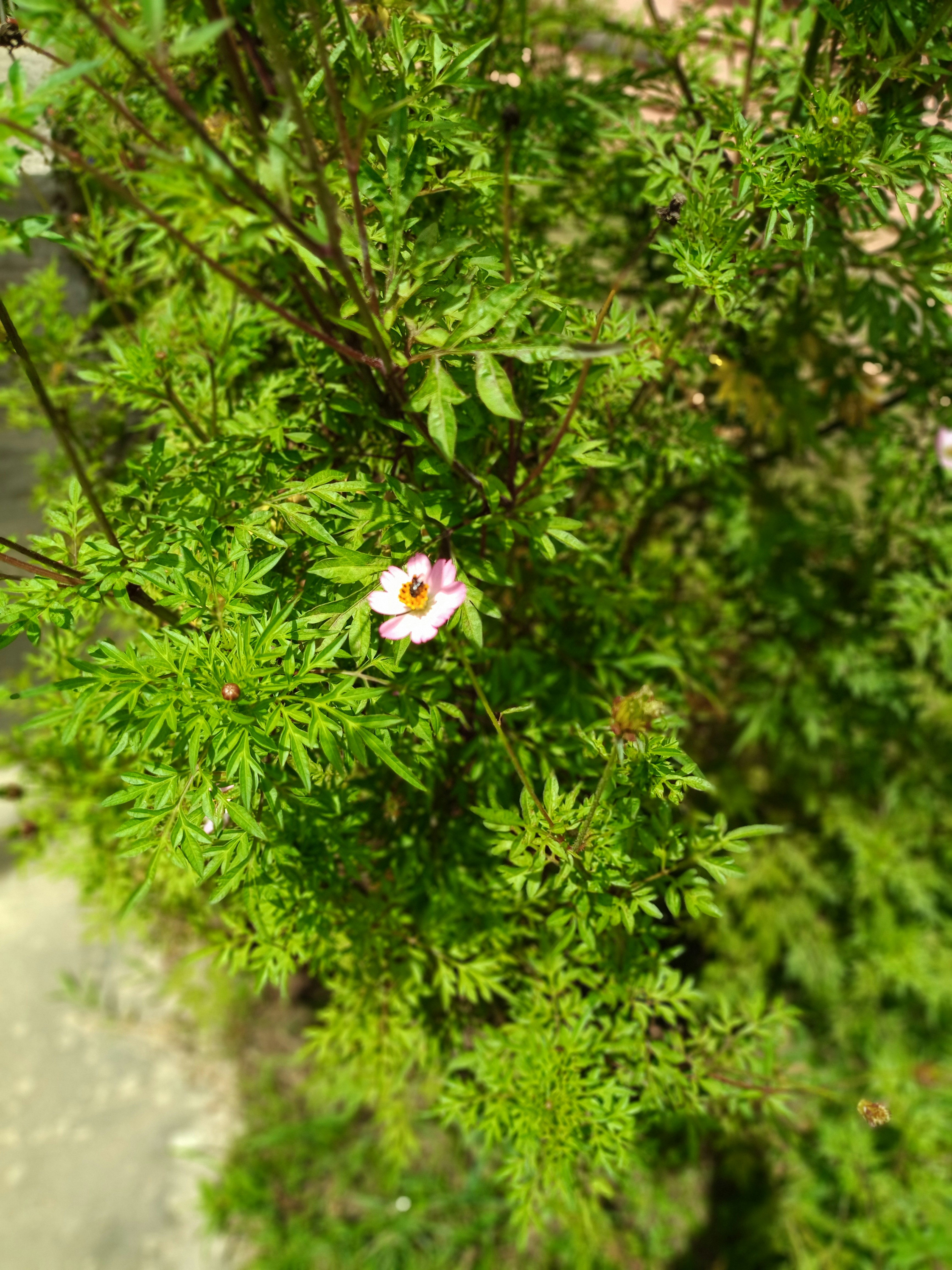 Photo by Sophia Daud with Realme 11x