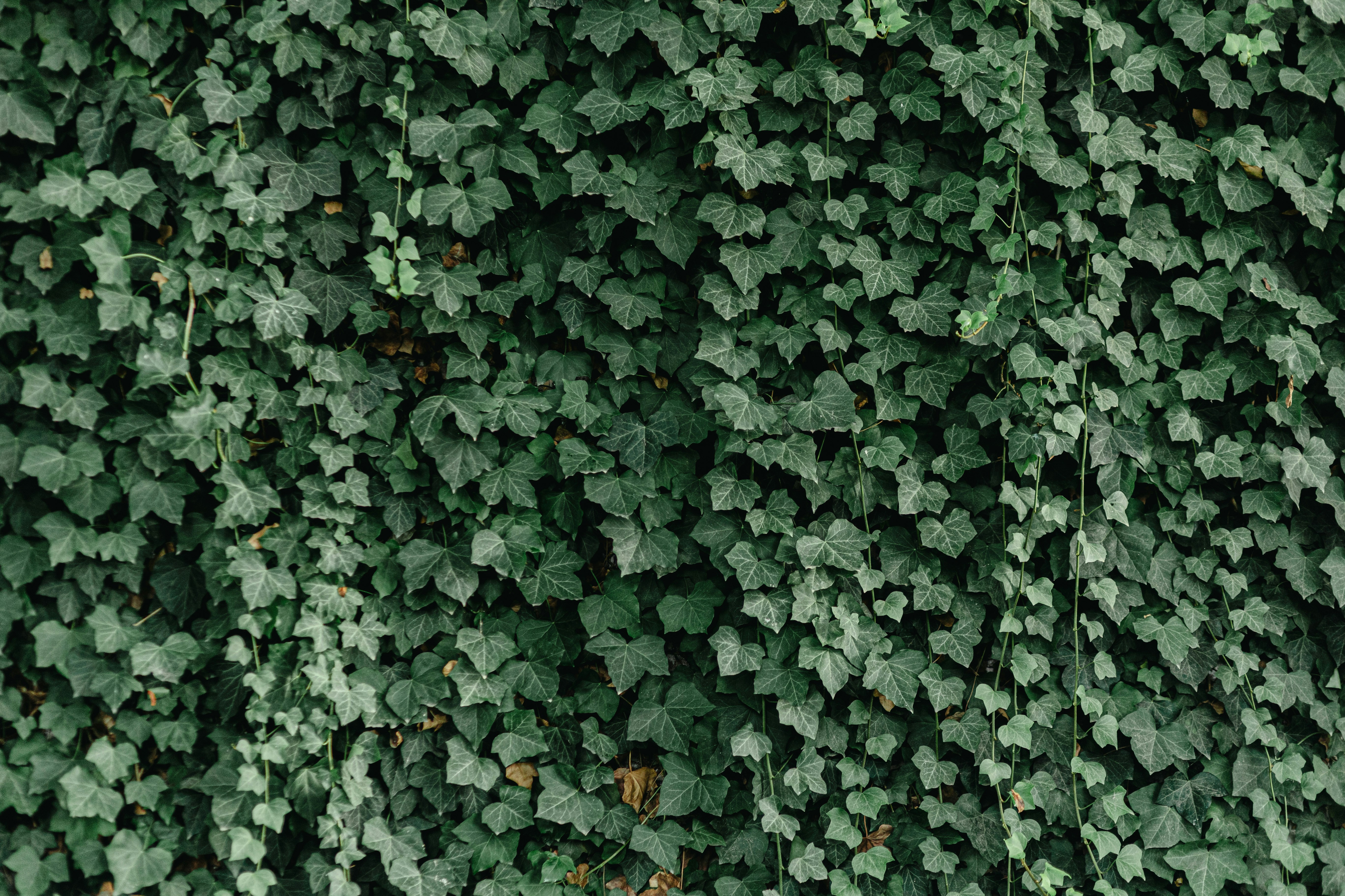 Dense green ivy cascading down a wall, creating a textured, natural tapestry.