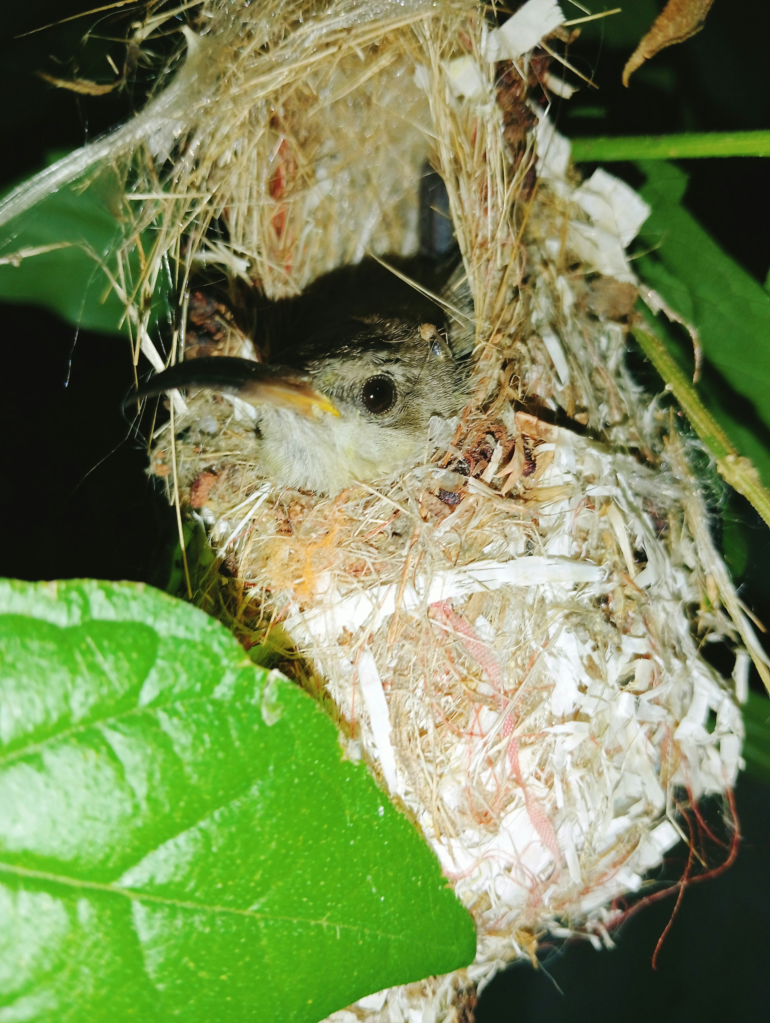 A young bird peeking out from a meticulously woven nest surrounded by vibrant green leaves. The scene captures a moment of tranquility in the natural world.