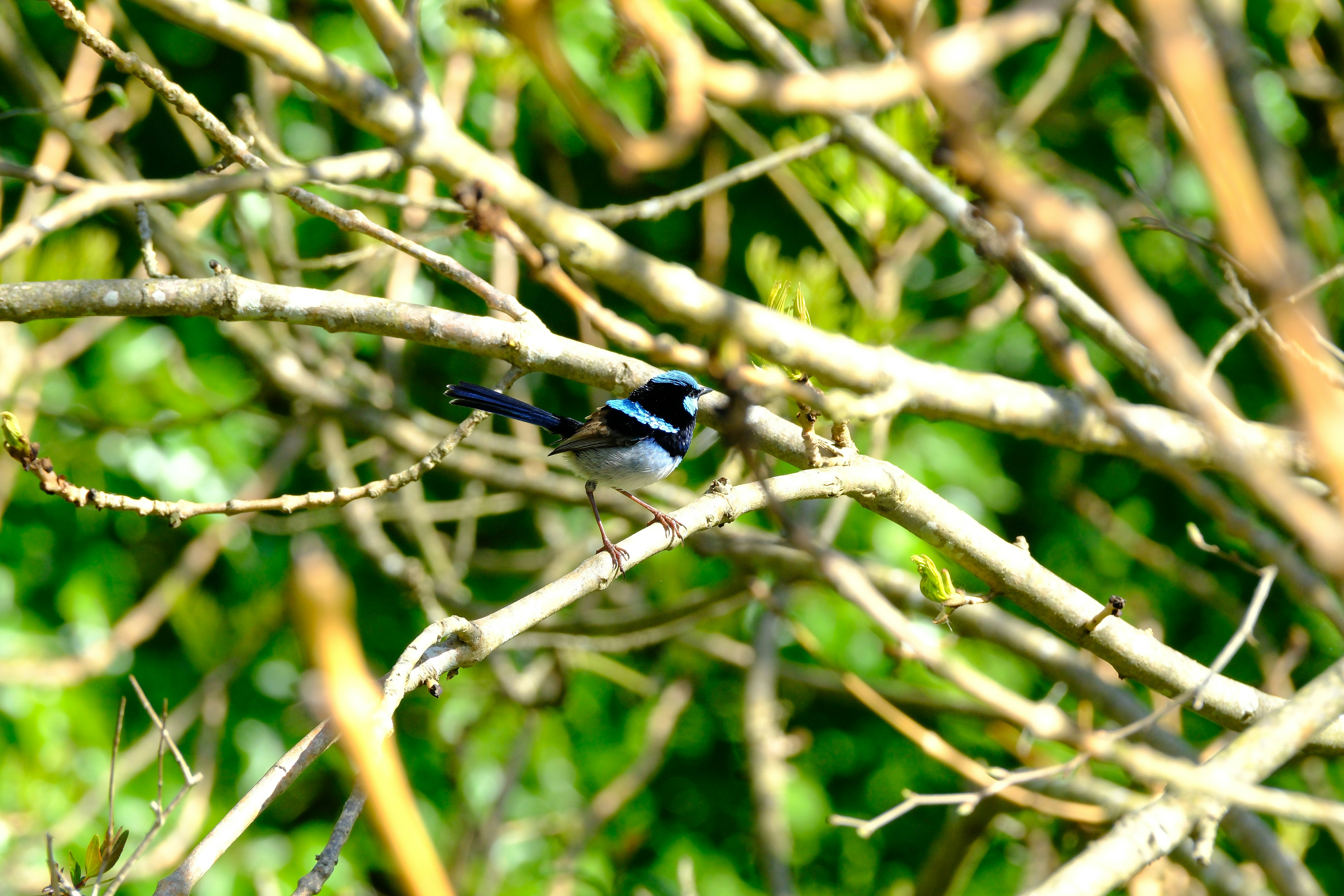 Photo by Walter Coppola with Fujifilm X-H2