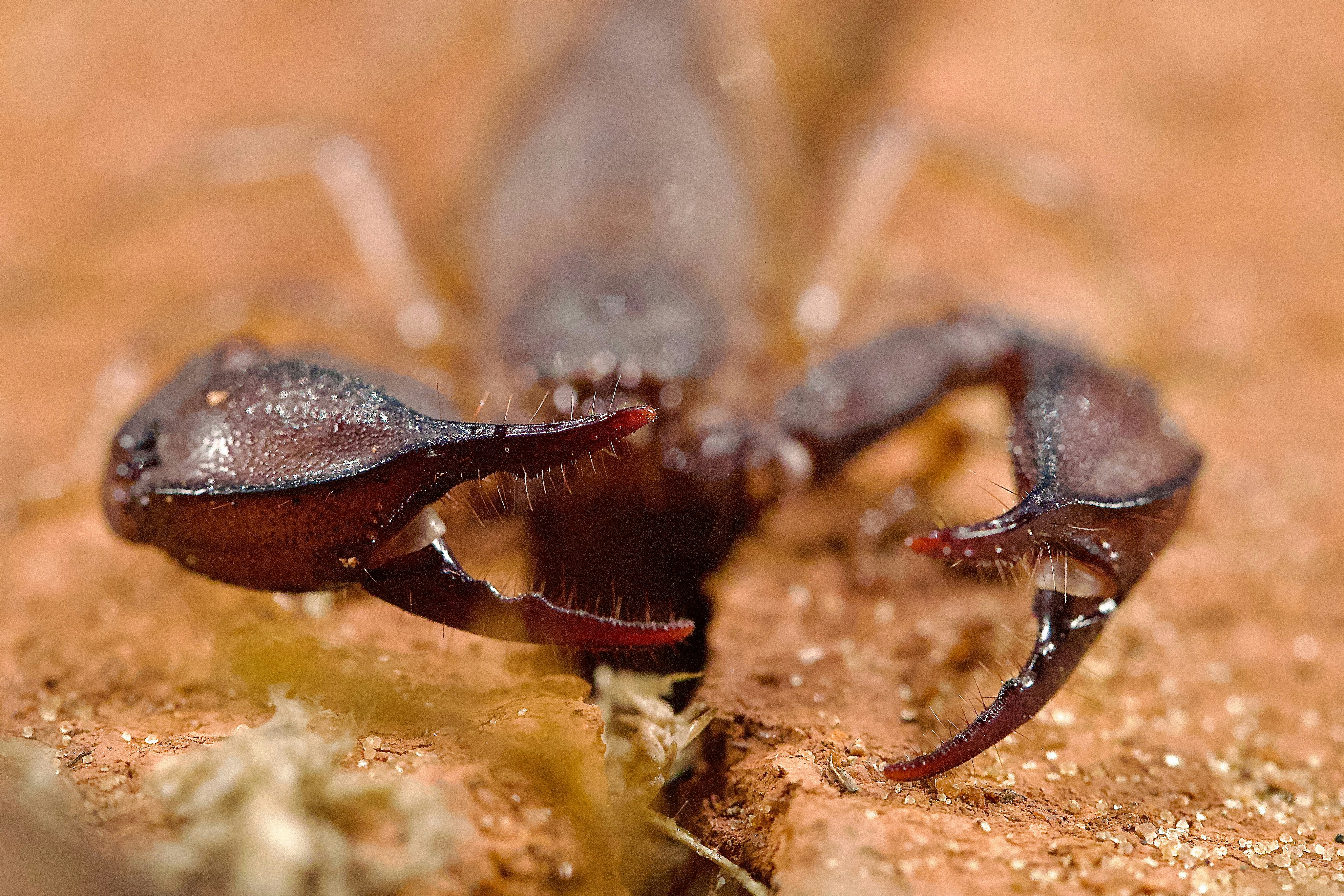 Iron pincers on sun-baked clay: a desert scorpion macro