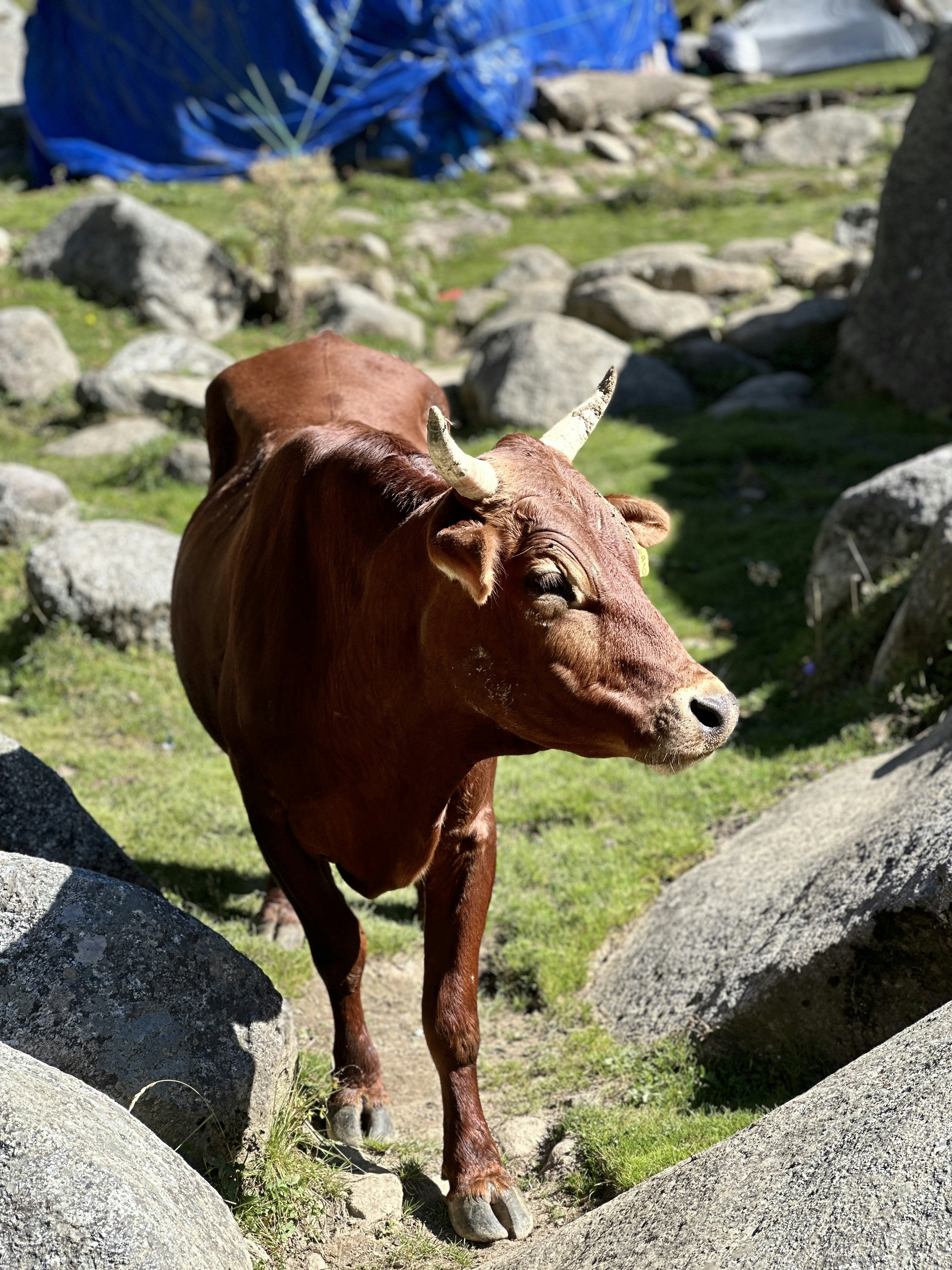 Red-Brown Bull Navigates a Pebble-Choked Path