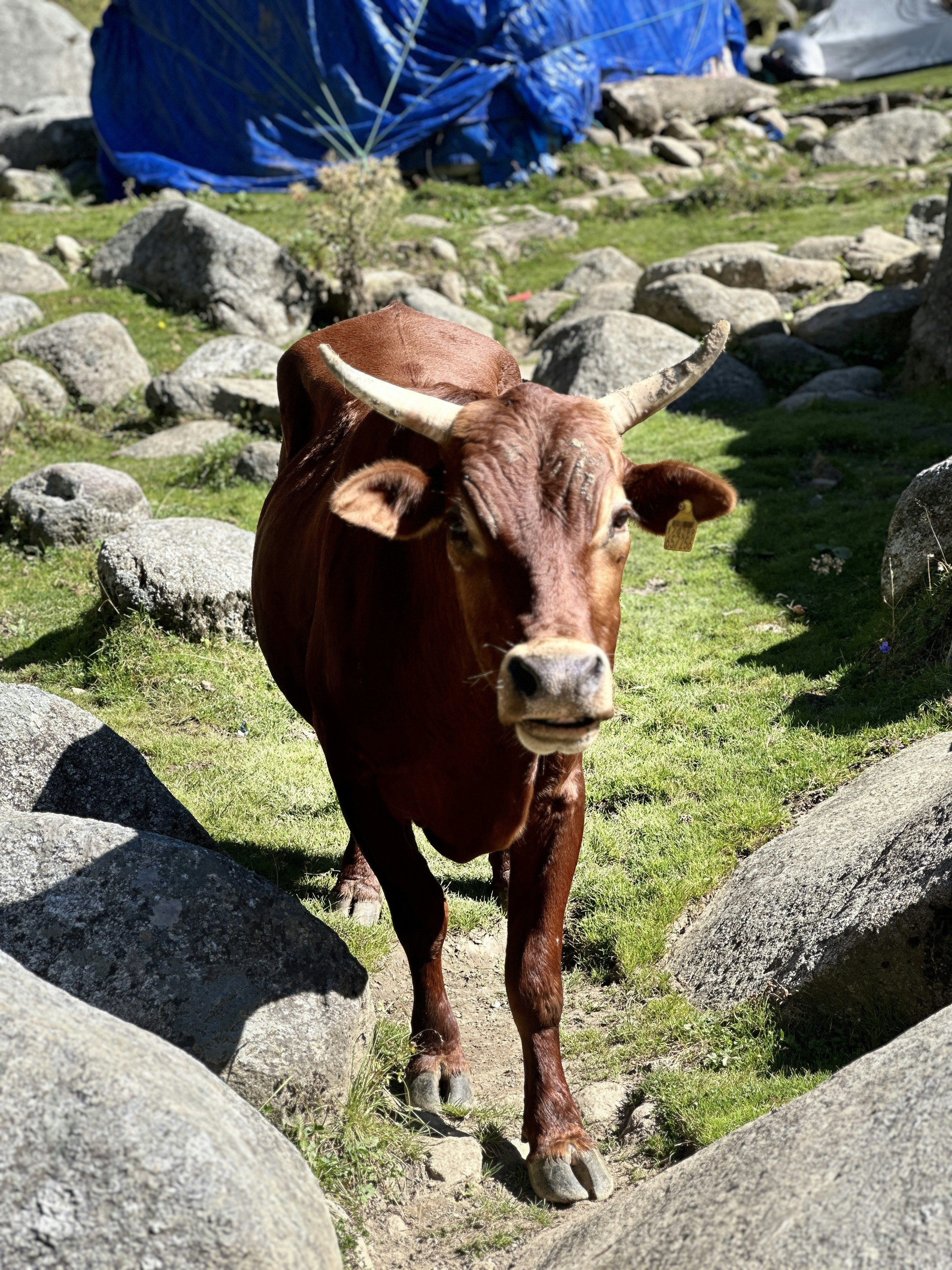 Granite Trail Boss: Brown Cow Navigates Rocky Corridors