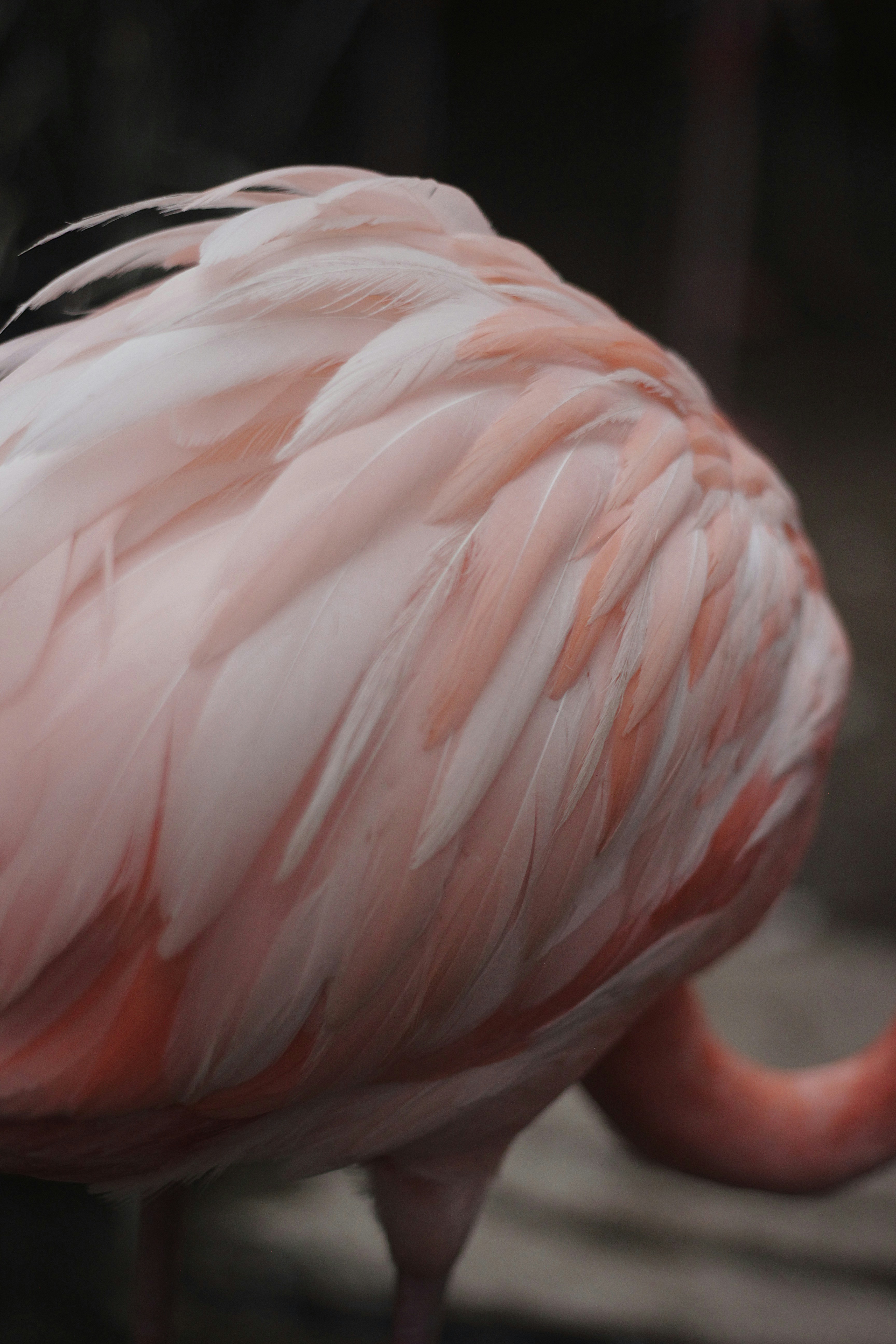 Soft Coral Plumage: A Flamingo's Feathered Wave