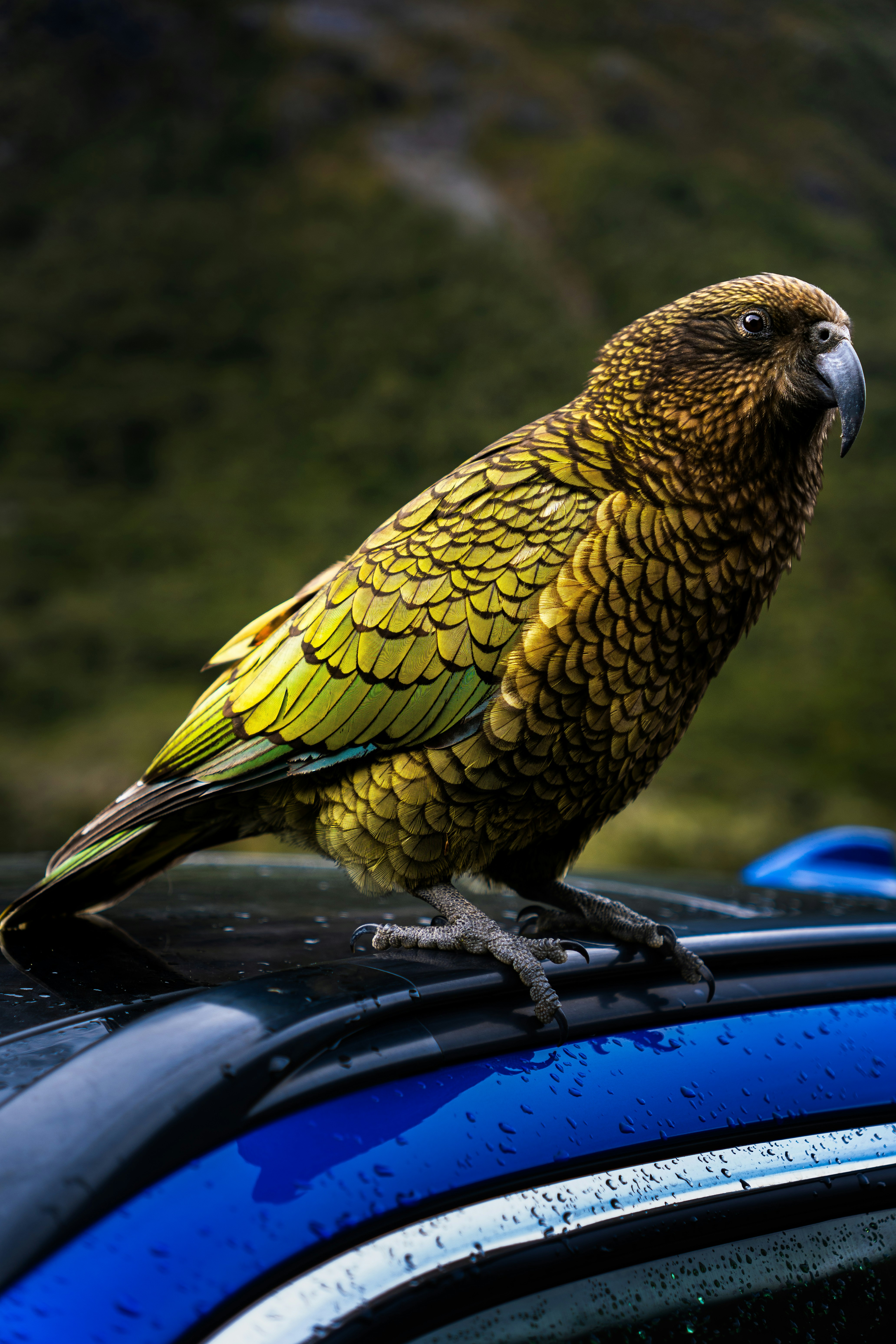 KEA bird
