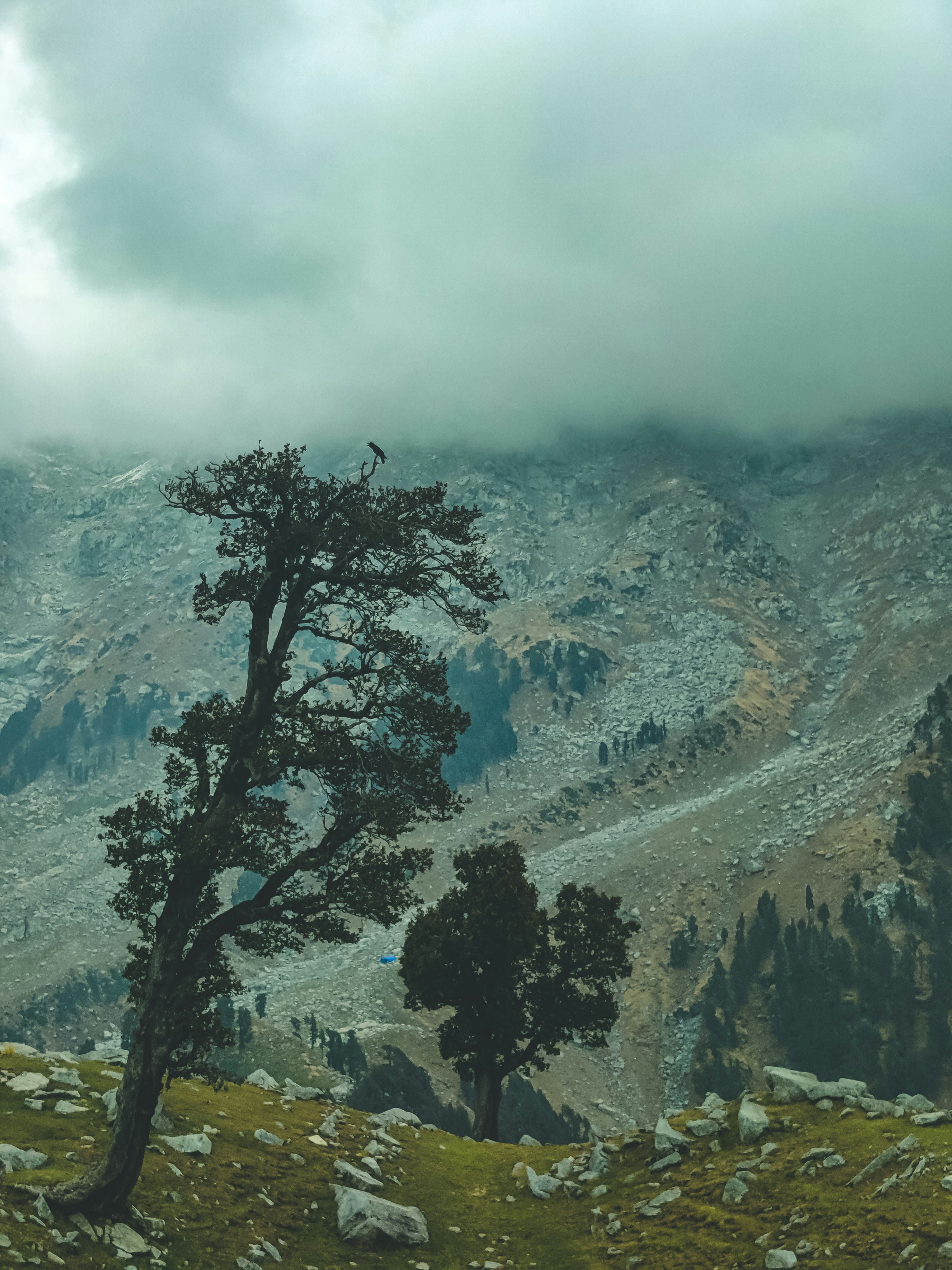 Leaning Pine Against a Mist-Soaked Alpine Ridge