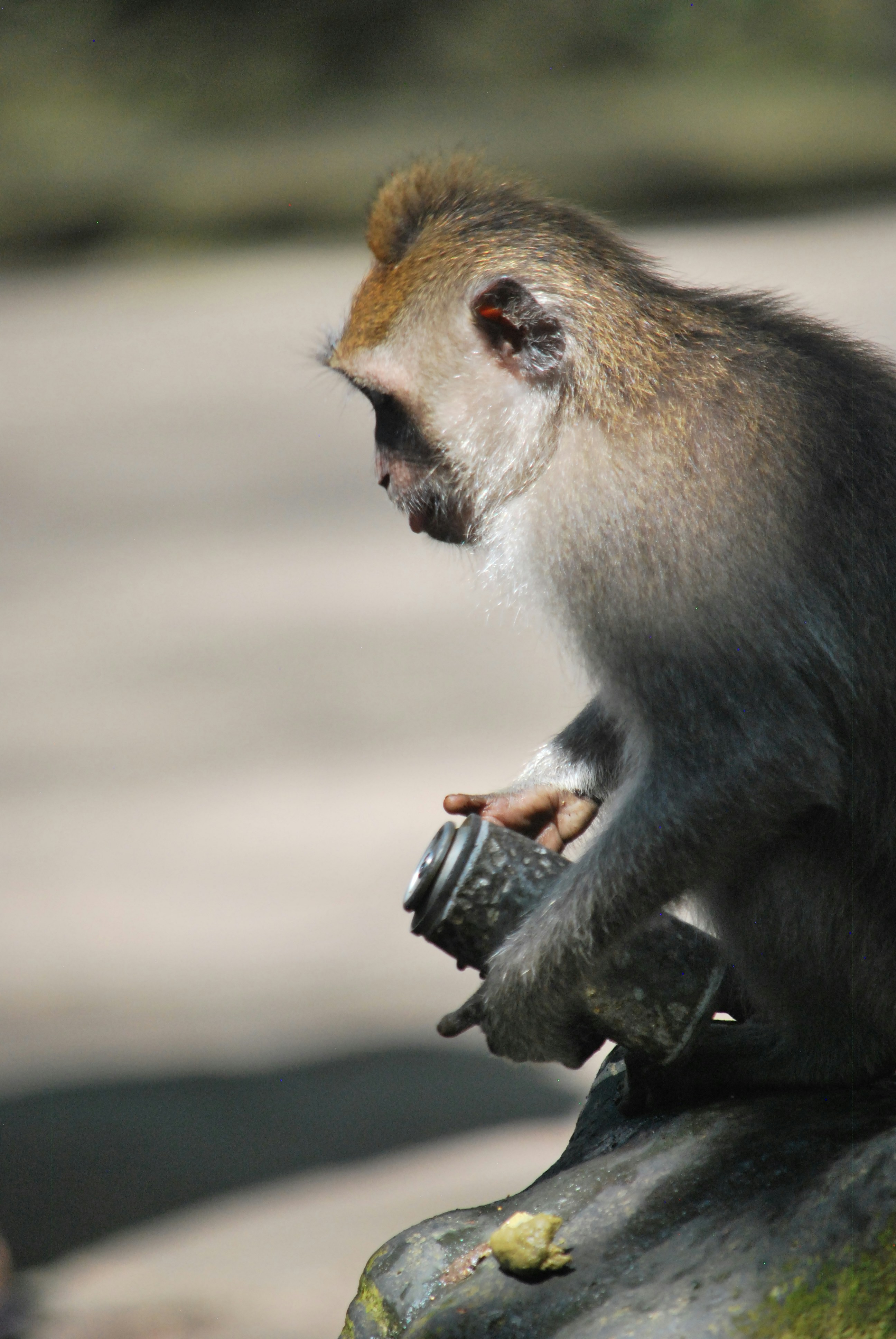 Photo prise dans la “Forest Monkey” à Bali, Indonésie. Ce jeune singe a trouvé une canette de bière laissé par terre et s’amuse à jouer avec.