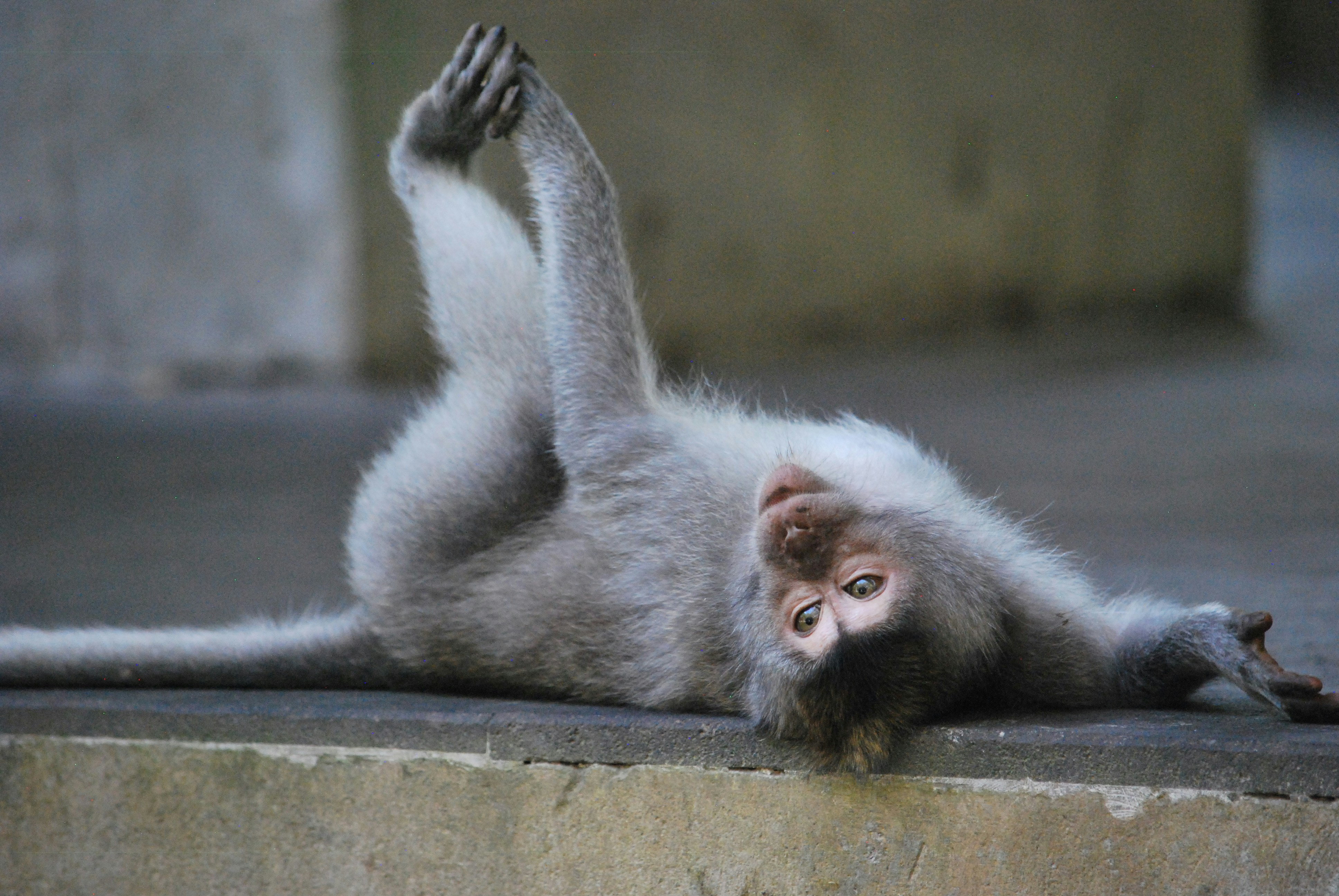 A monkey laying on its back on the ground photo – Free Animal Image on ...