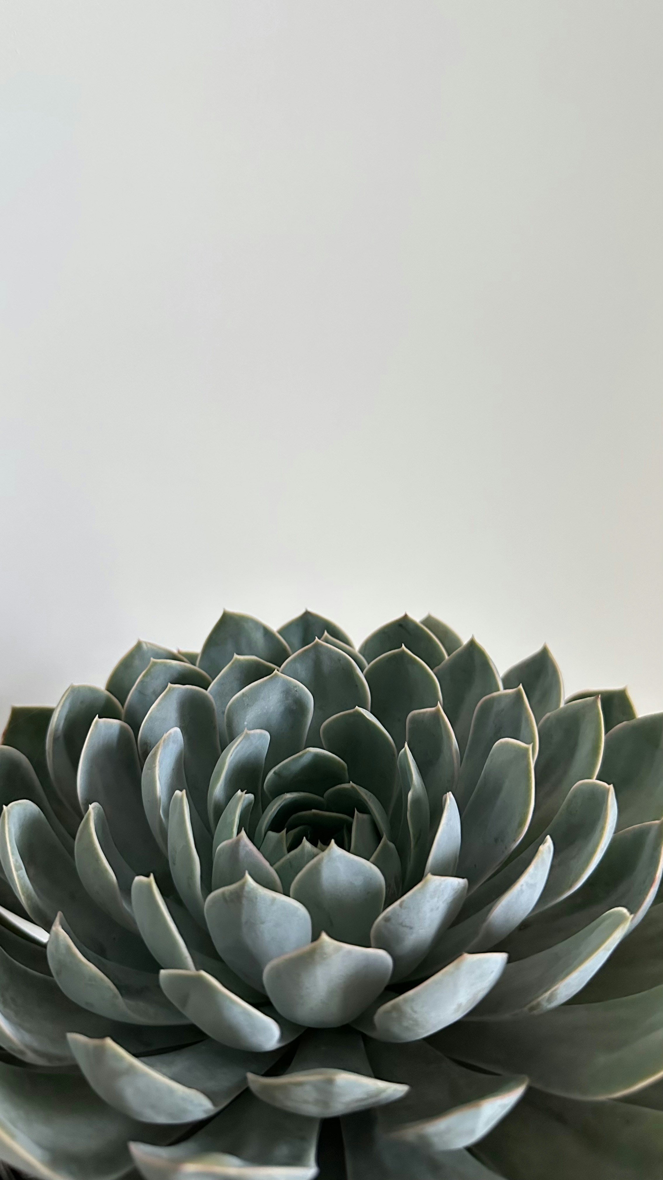 Rosette in Quiet Light: Close-Up of a Desert Succulent