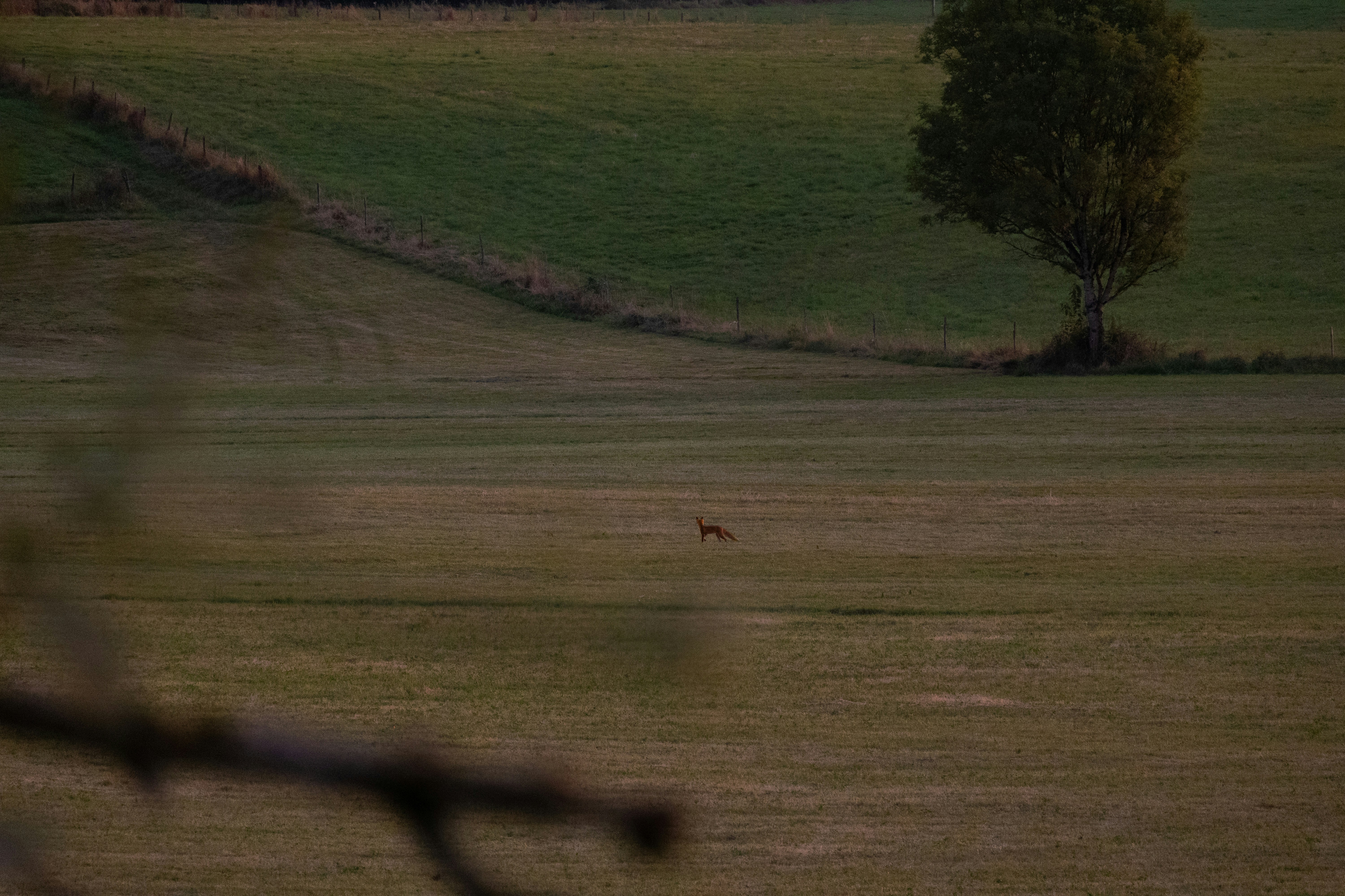 Distant Deer on a Sunlit Plain Beneath a Solitary Tree